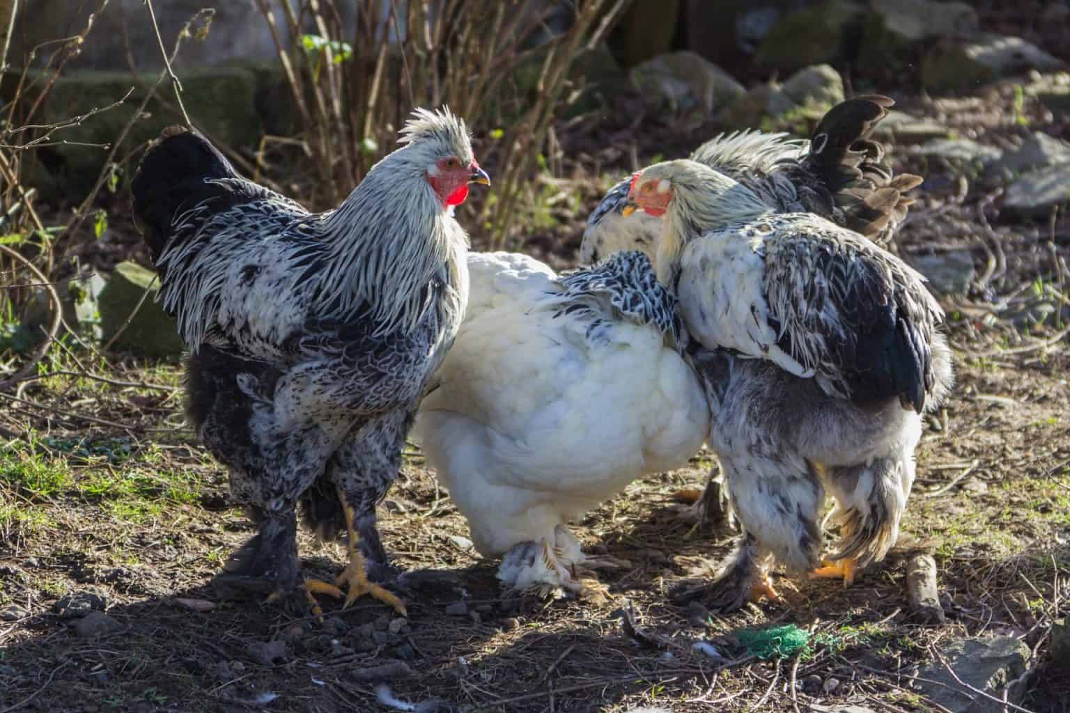 Brahma Chicken | All About These Giant Chickens and Roosters