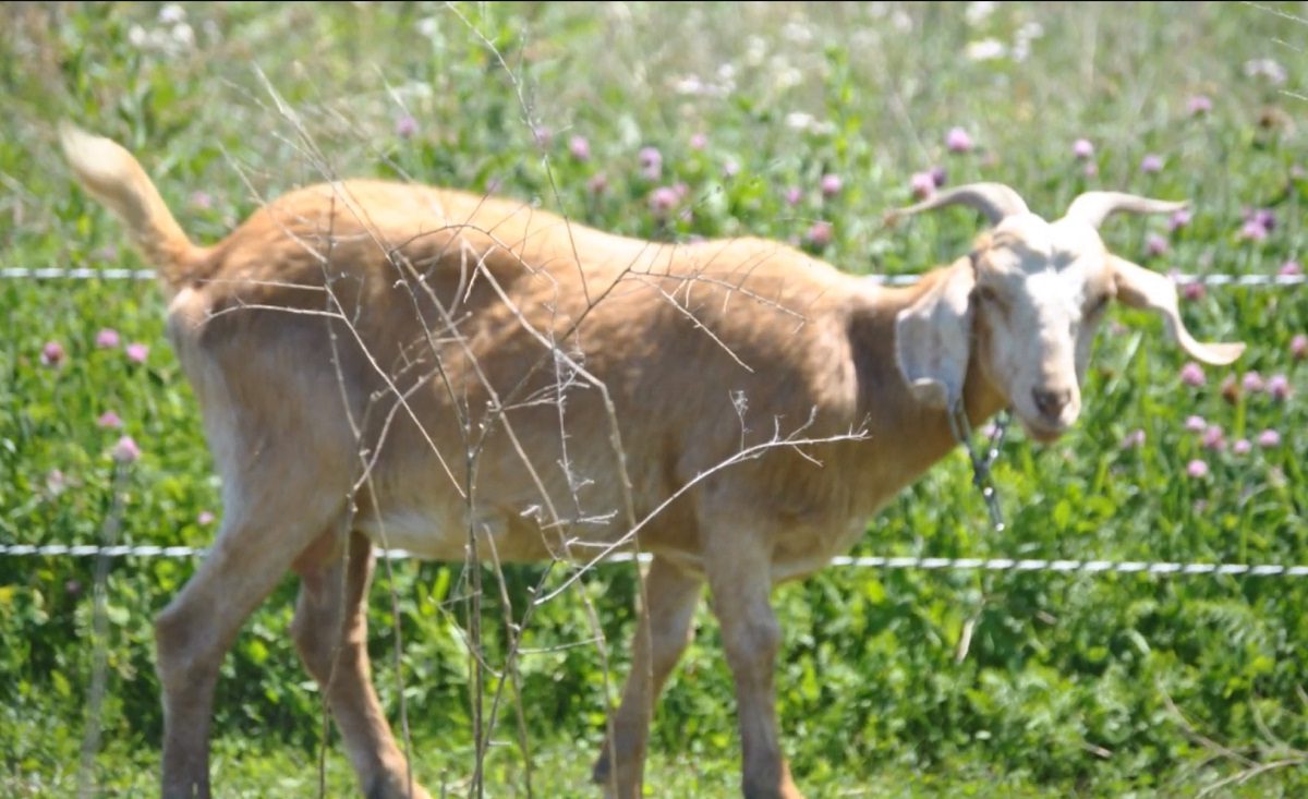 Kiko Goats | Adding a Meat Source to Your Farm