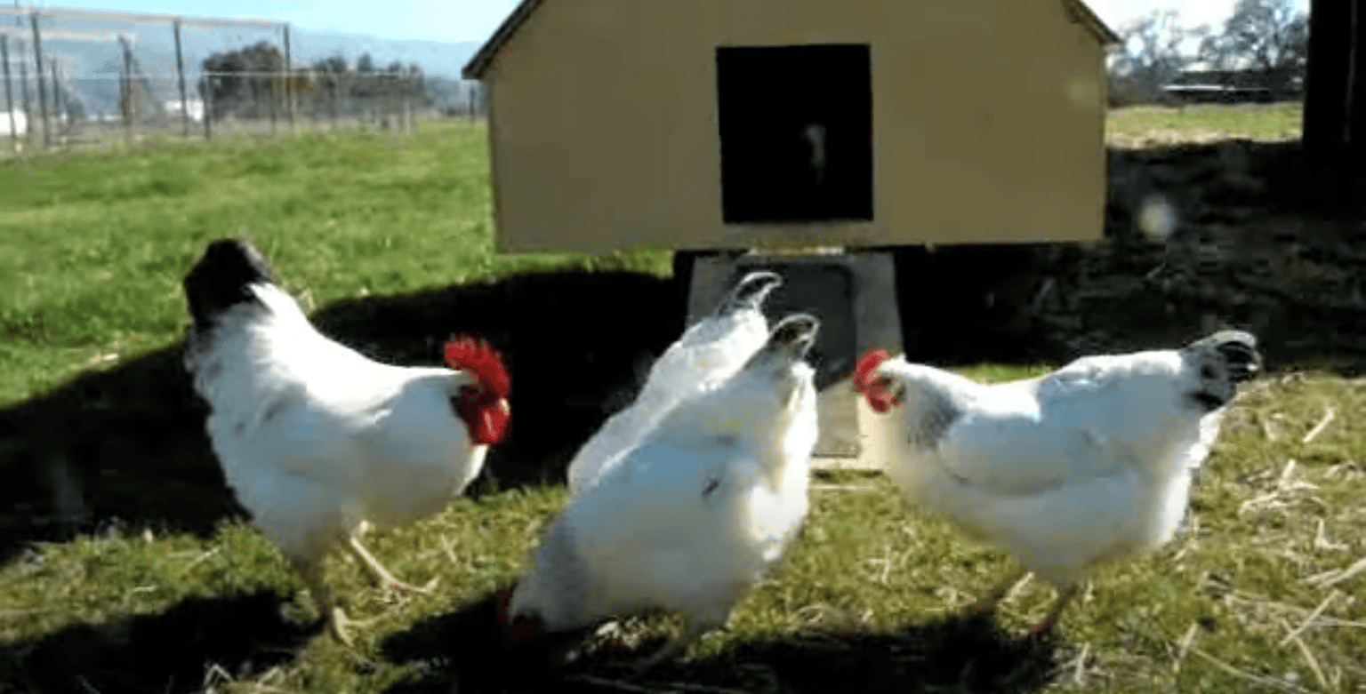 Delaware Chicken Breed Guide: Raising Edible and Egg-Laying Birds