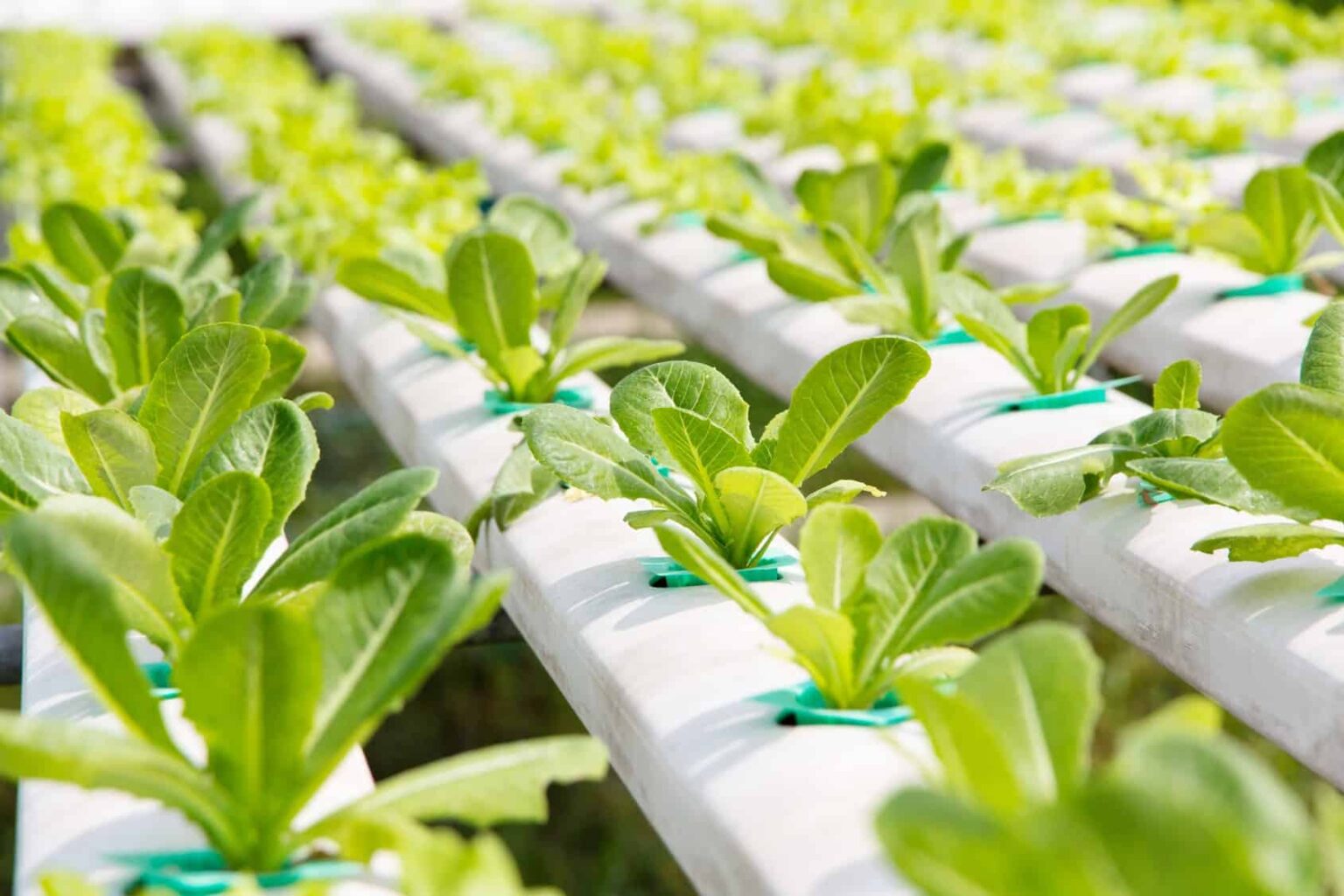 DIY PVC Hydroponic System Guide: Build Your Indoor Garden