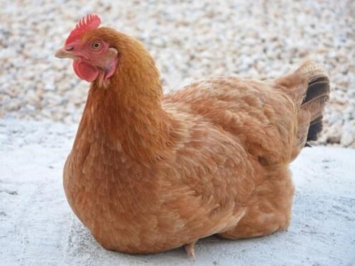 Golden Comet Chicken Guide: Egg Laying, Care & Breeds