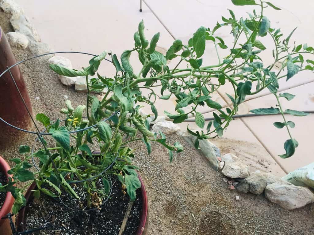 Indeterminate Tomatoes ~ What to Know to Grow - Rural Living Today