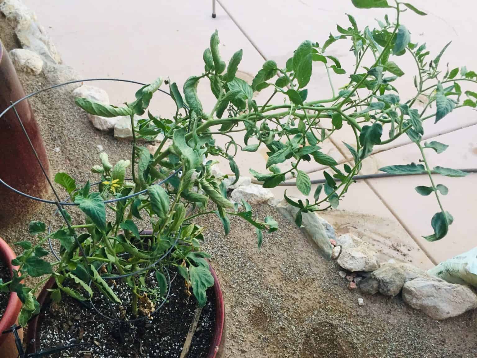 Indeterminate Tomatoes ~ What to Know to Grow - Rural Living Today