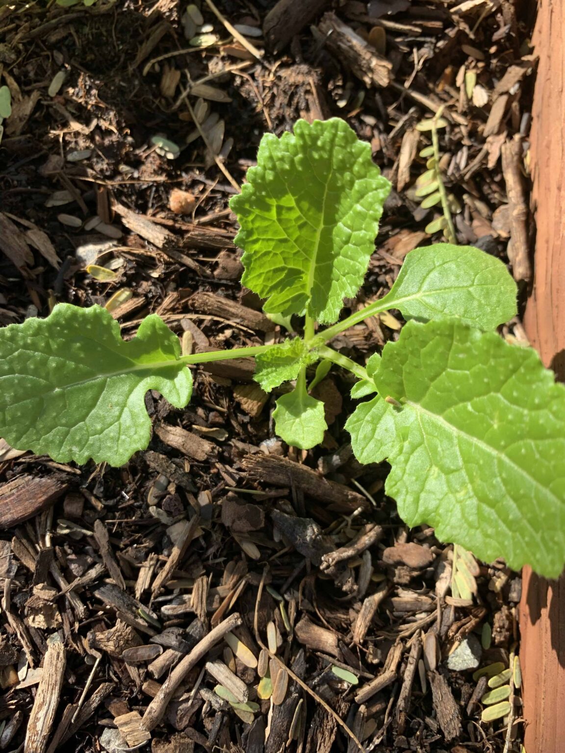Turnip Greens Recipe Sauteed and So Easy