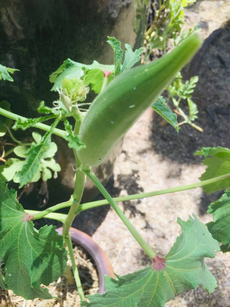 Growing Okra Plants ~ How to Grow Lots!
