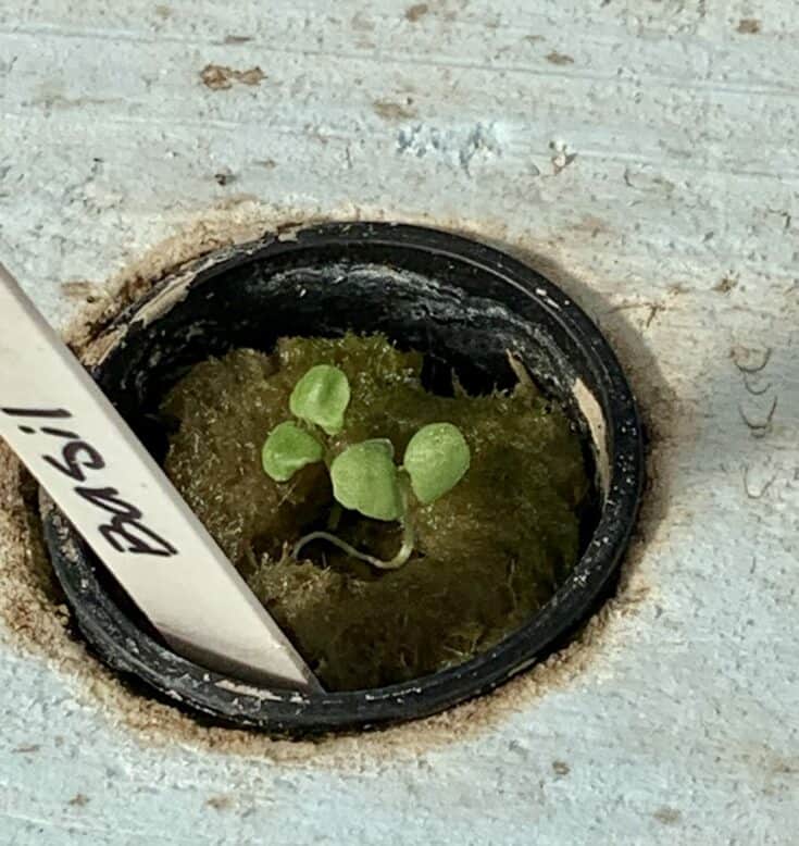Hydroponic Herbs ~ Best Herbs to Grow - Rural Living Today
