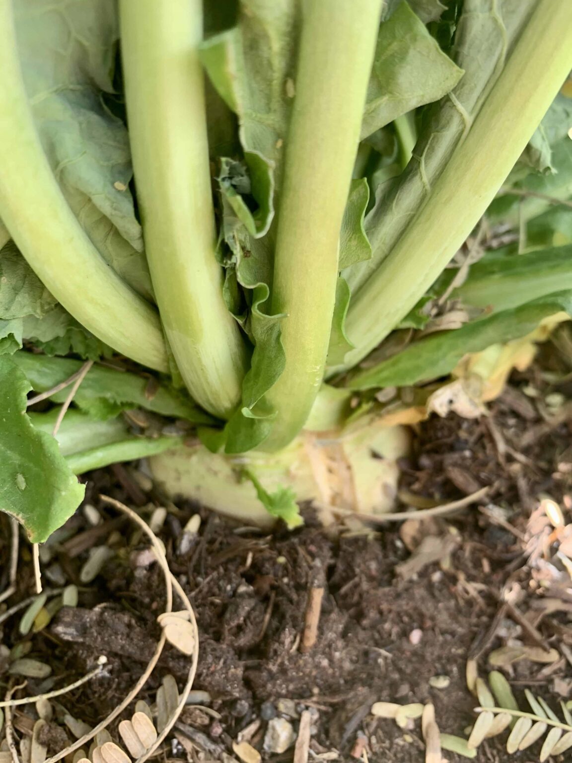 How to Grow Turnips the Right Way for a Great Harvest