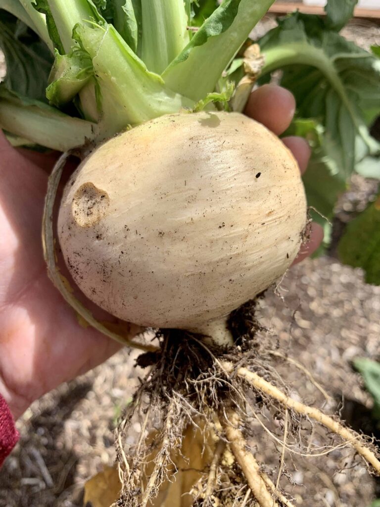 Growing Turnips in Containers and Gardens for a Bountiful Harvest
