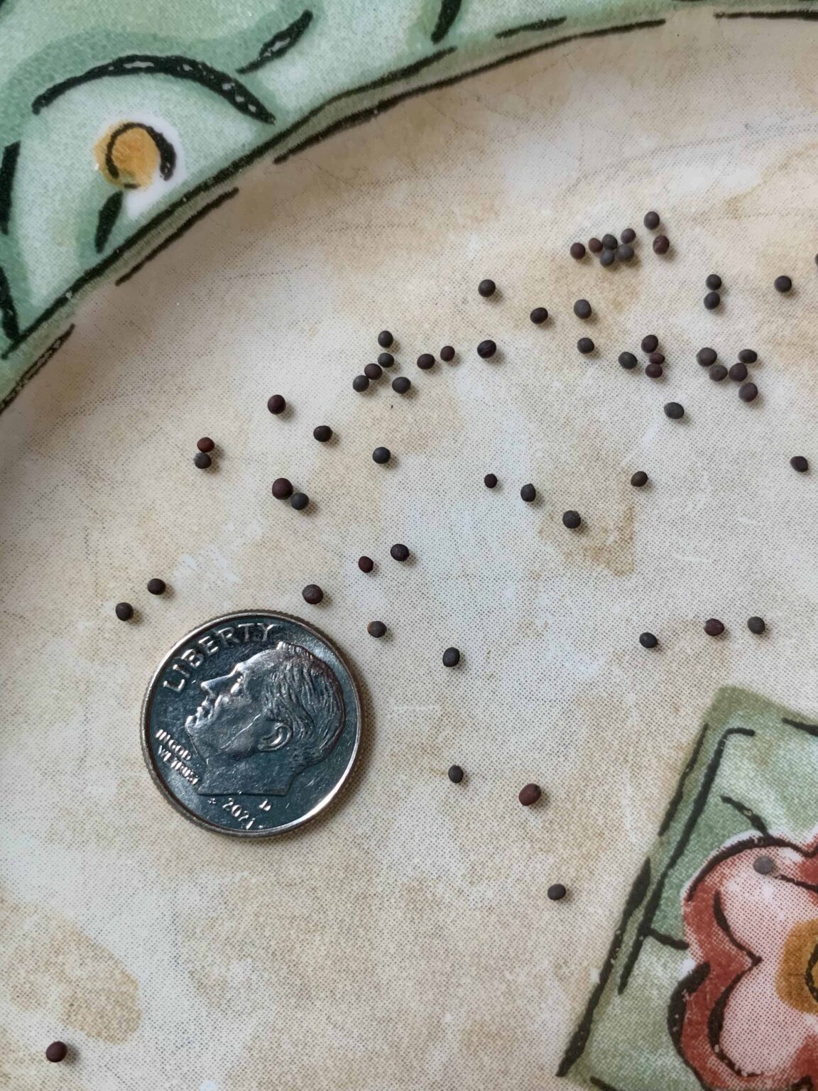 Growing Turnips in Containers and Gardens for a Bountiful Harvest