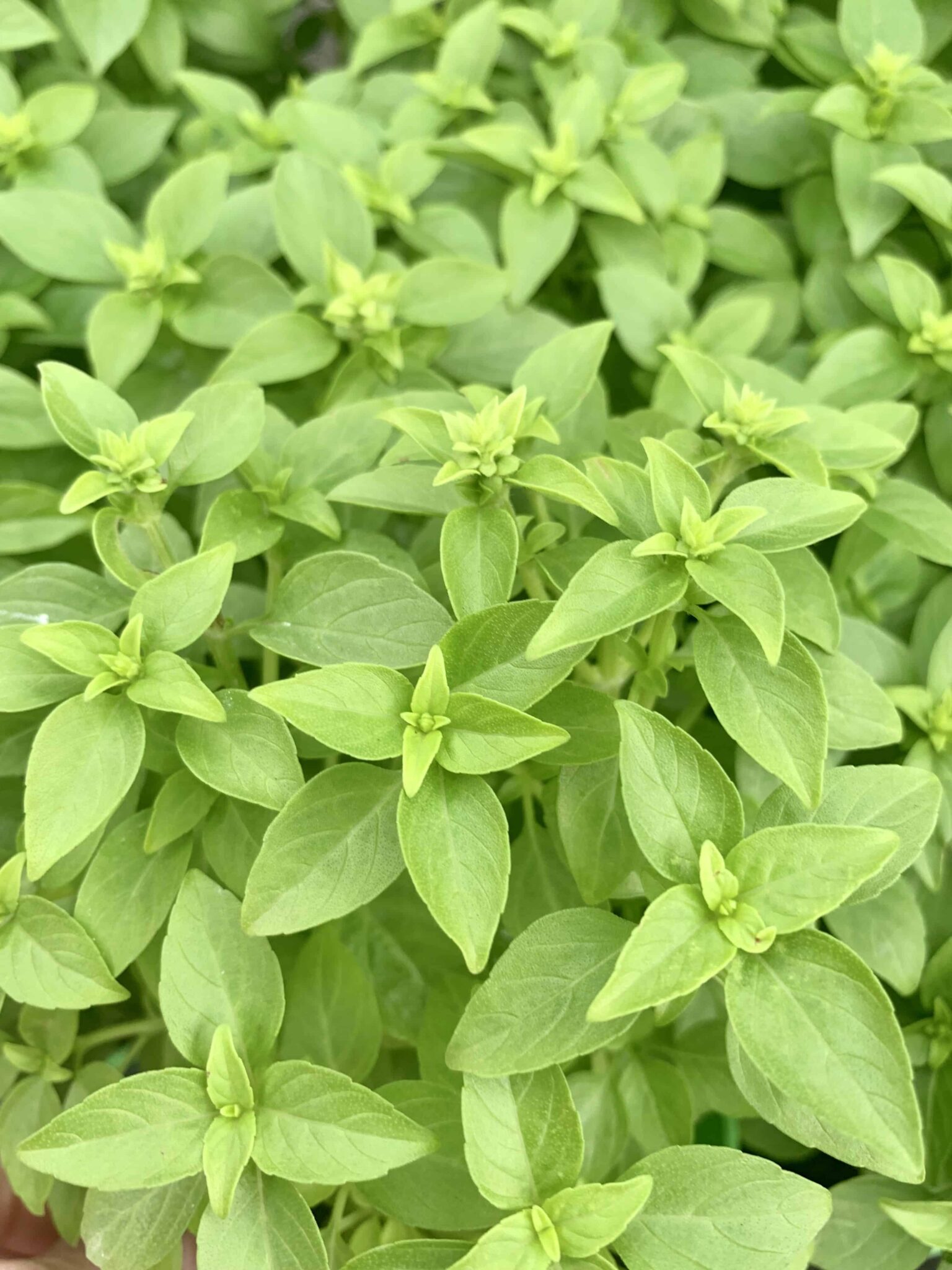 19 Types of Basil for Growing and Cooking | Basil Varieties Guide