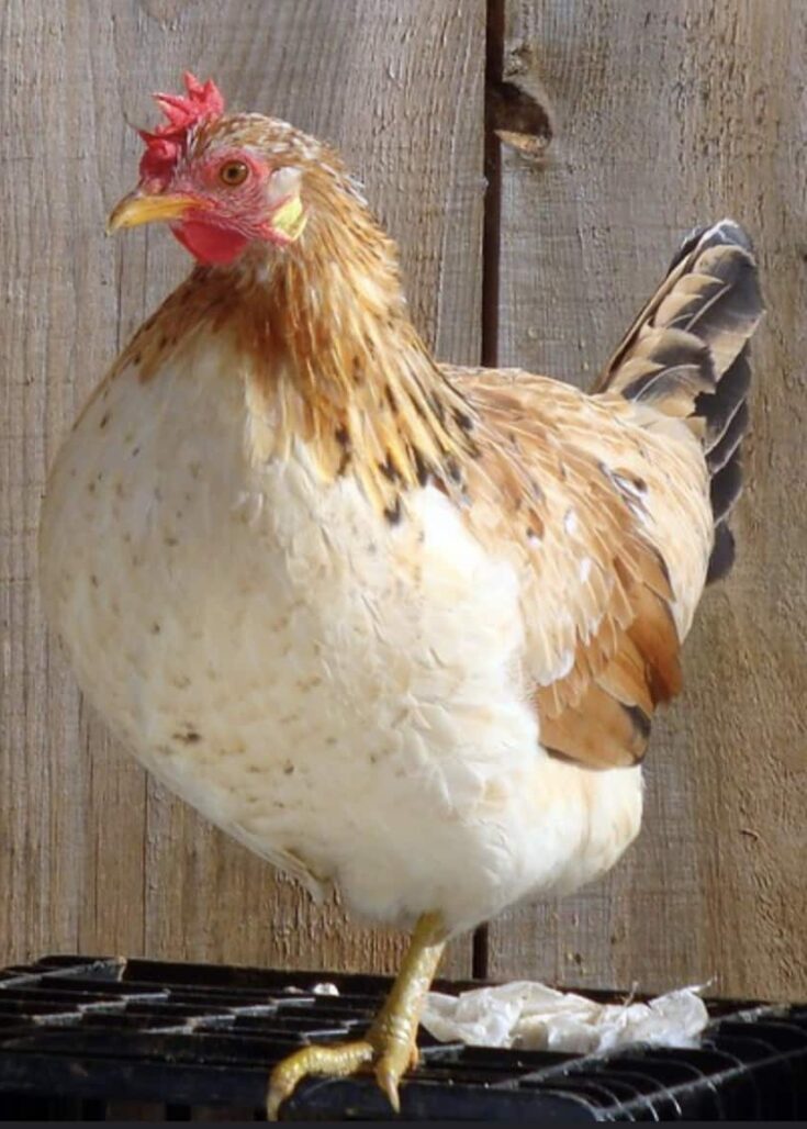 Icelandic Chickens for Cold Hardy Egg & Meat Farming