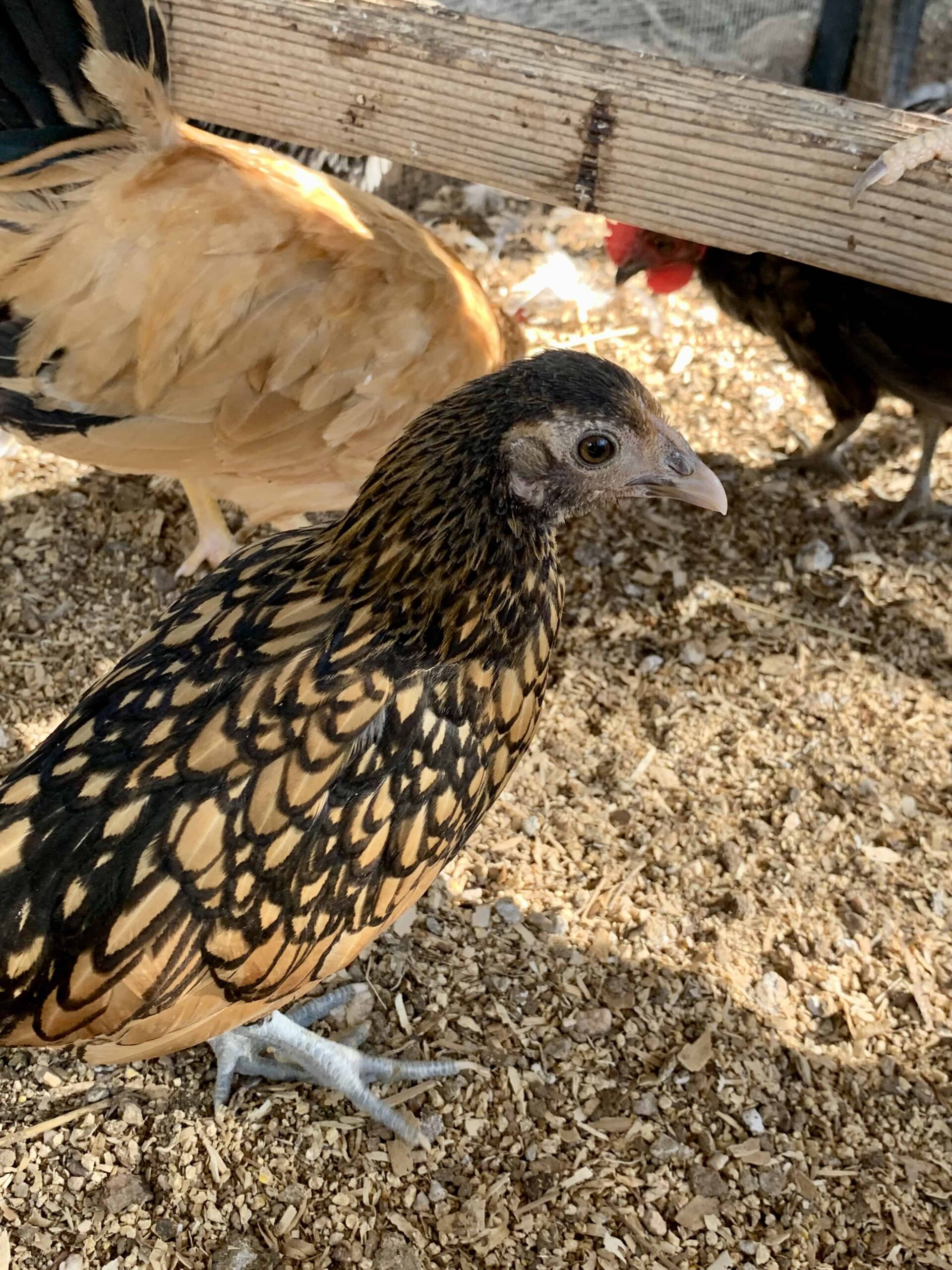 Miniature Chickens and Bantam Chicken Characteristics Guide