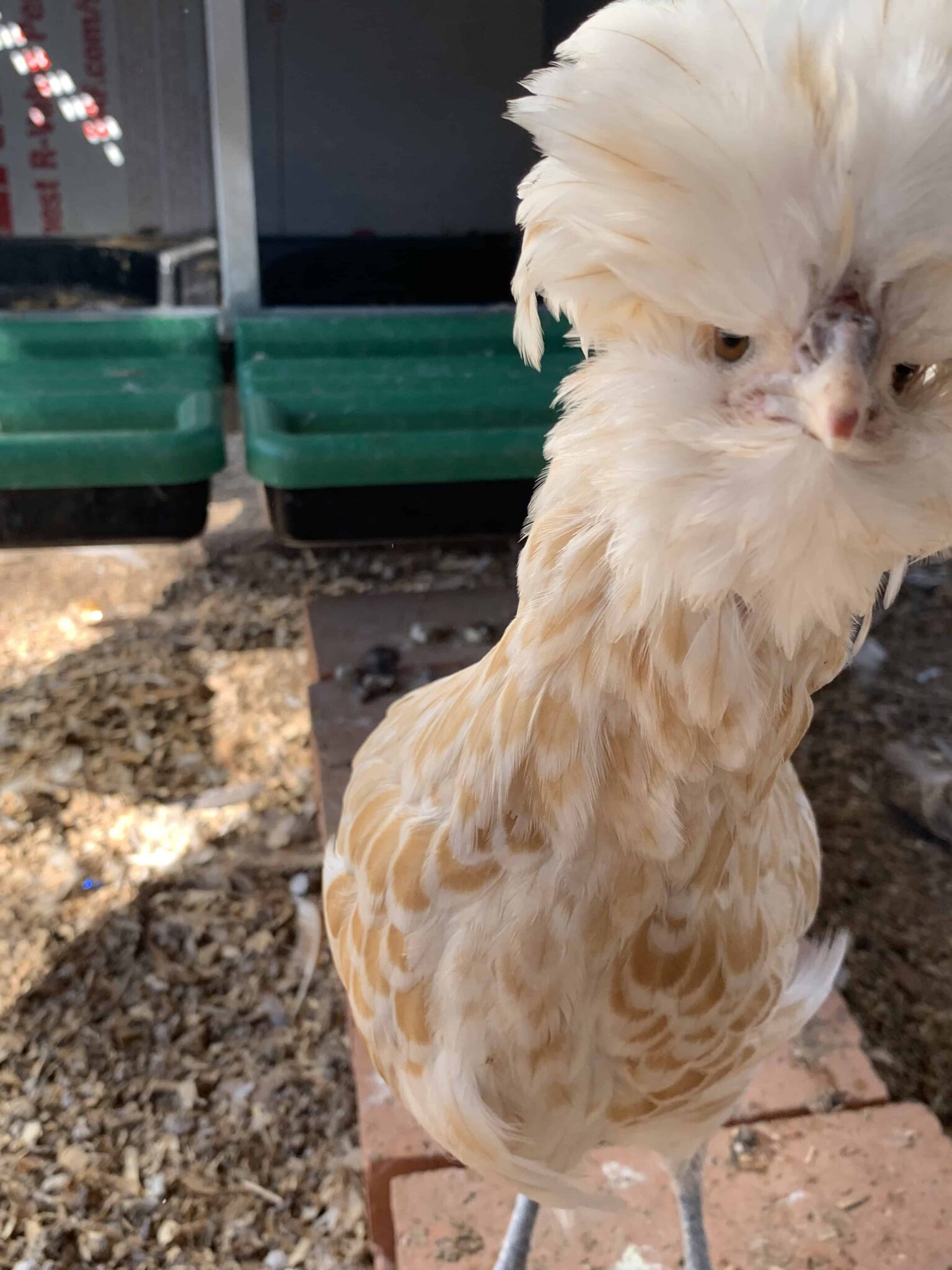 Polish Chicken Care Guide: Health, Breeding & Tips 2025