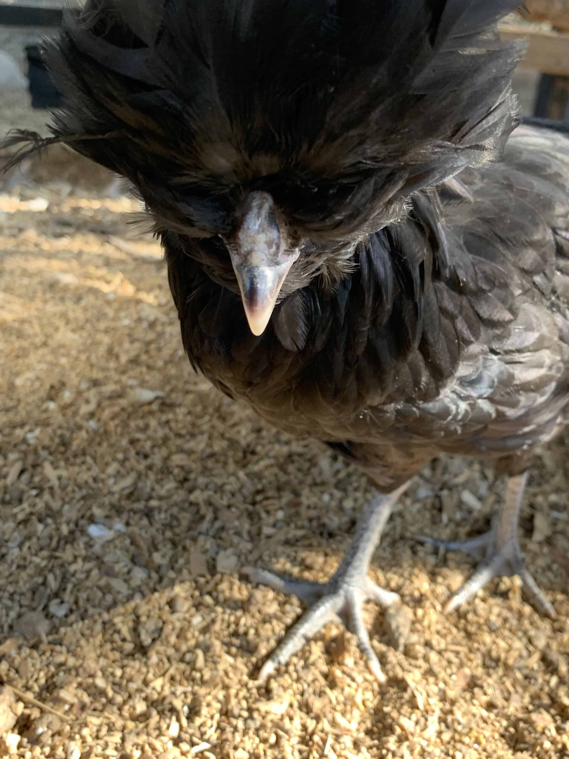 Polish Chicken Care Guide: Health, Breeding & Tips 2025