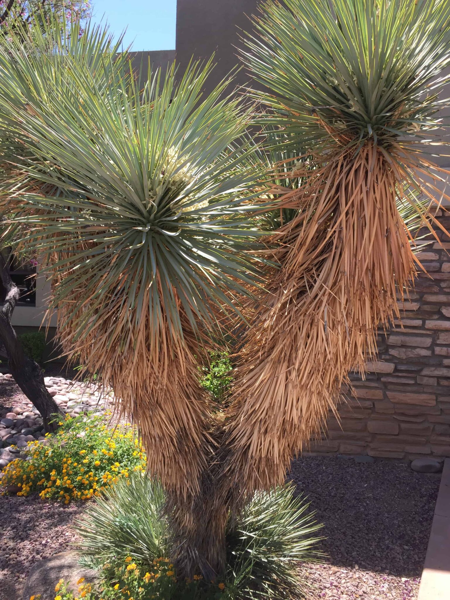 Yucca Plant for Food, Landscaping & Houseplants | Edible Yucca Varieties