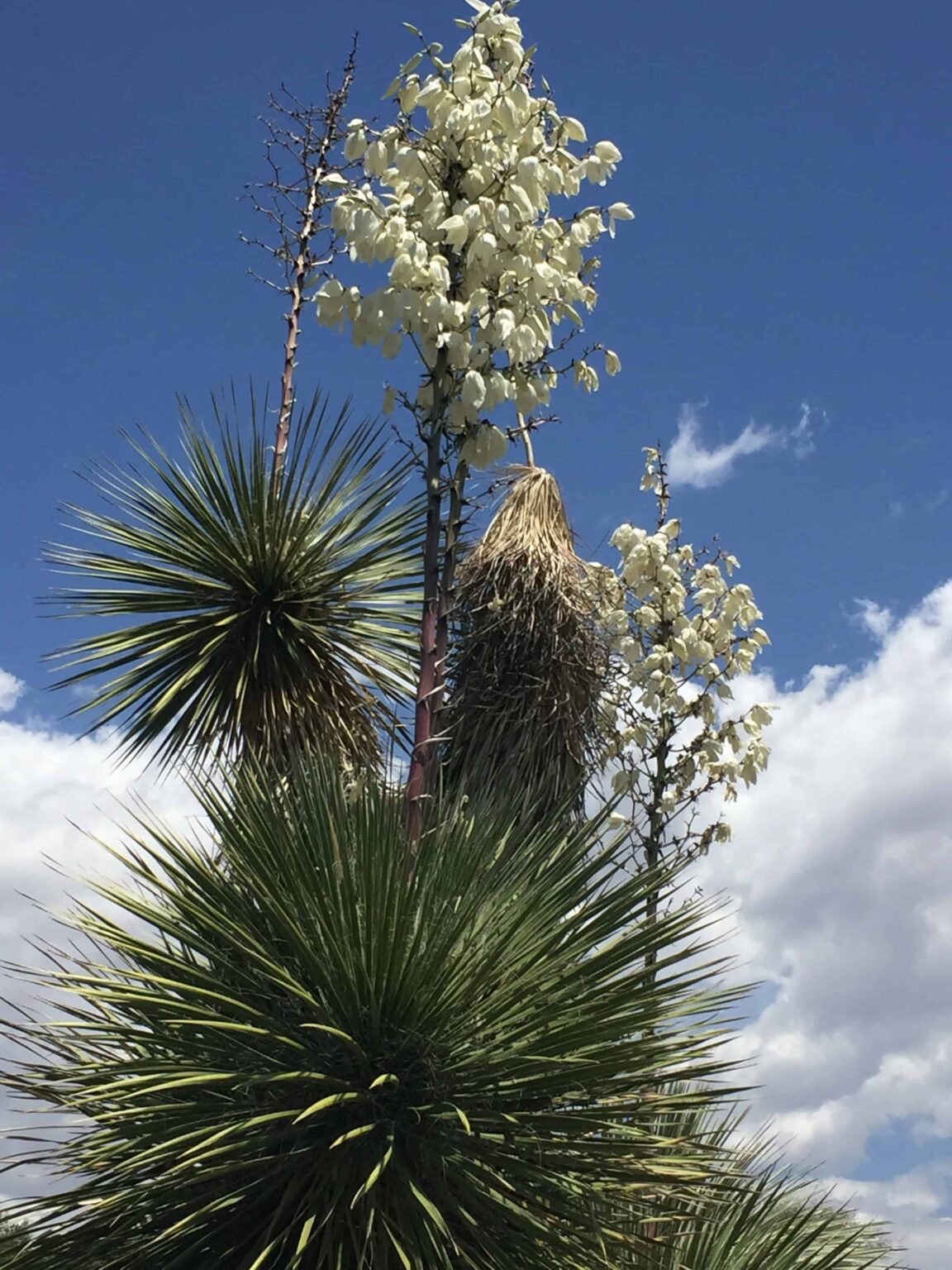 Yucca Plant for Food, Landscaping & Houseplants | Edible Yucca Varieties