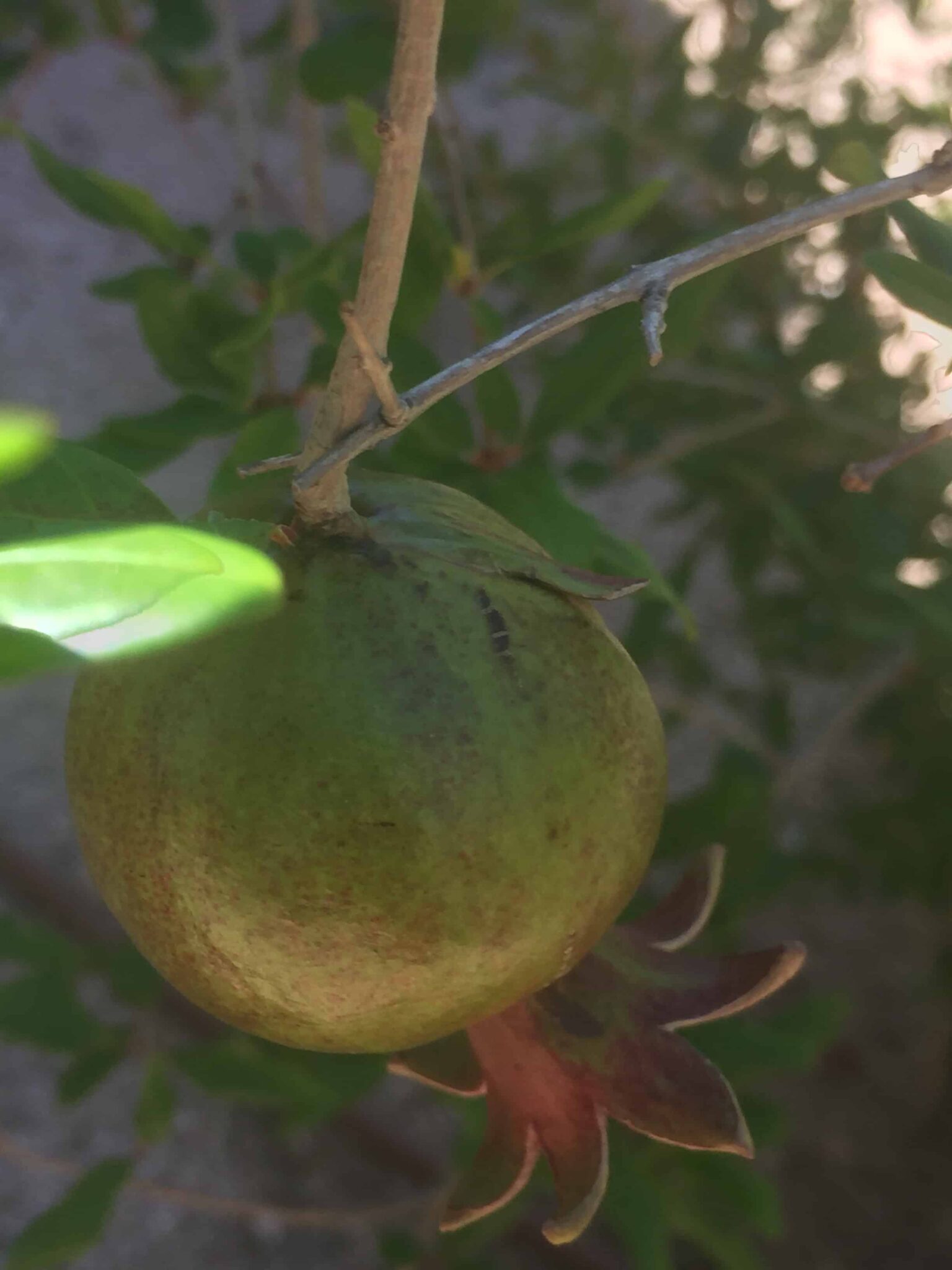 Grow a Pomegranate Tree at Home: Tips & Best Varieties
