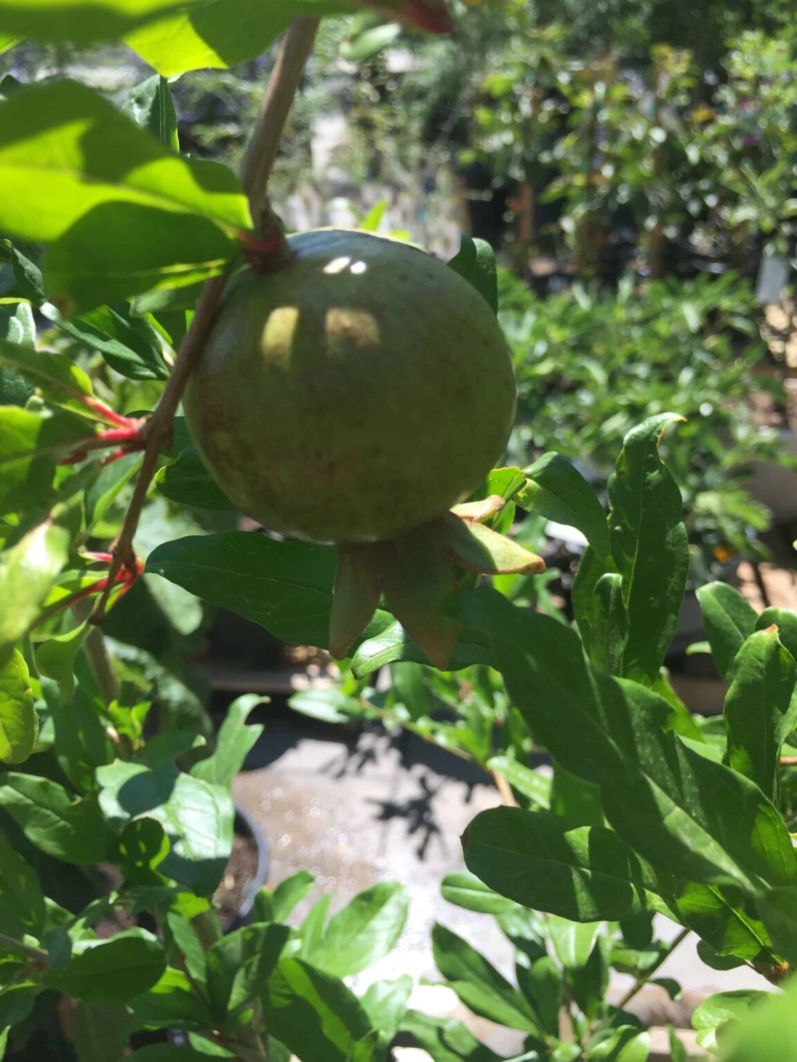 Grow a Pomegranate Tree at Home: Tips & Best Varieties