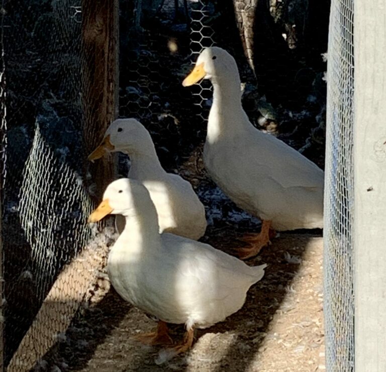 Pekin Duck ~ Raise at Home for Eggs and Meat - Rural Living Today
