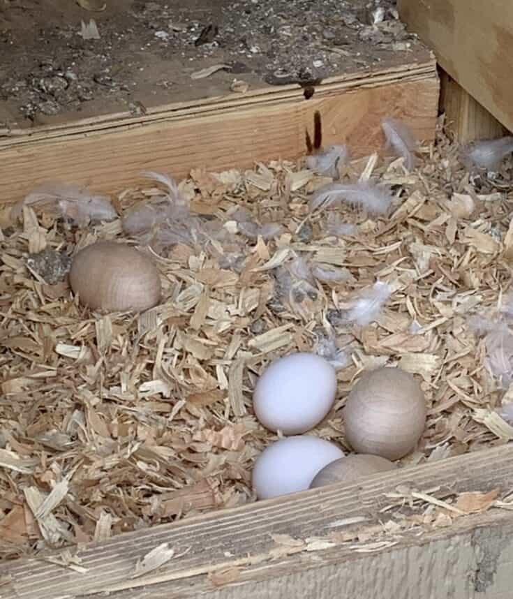 Chicken Bedding Options and What's Best for Your Flock - Rural Living Today