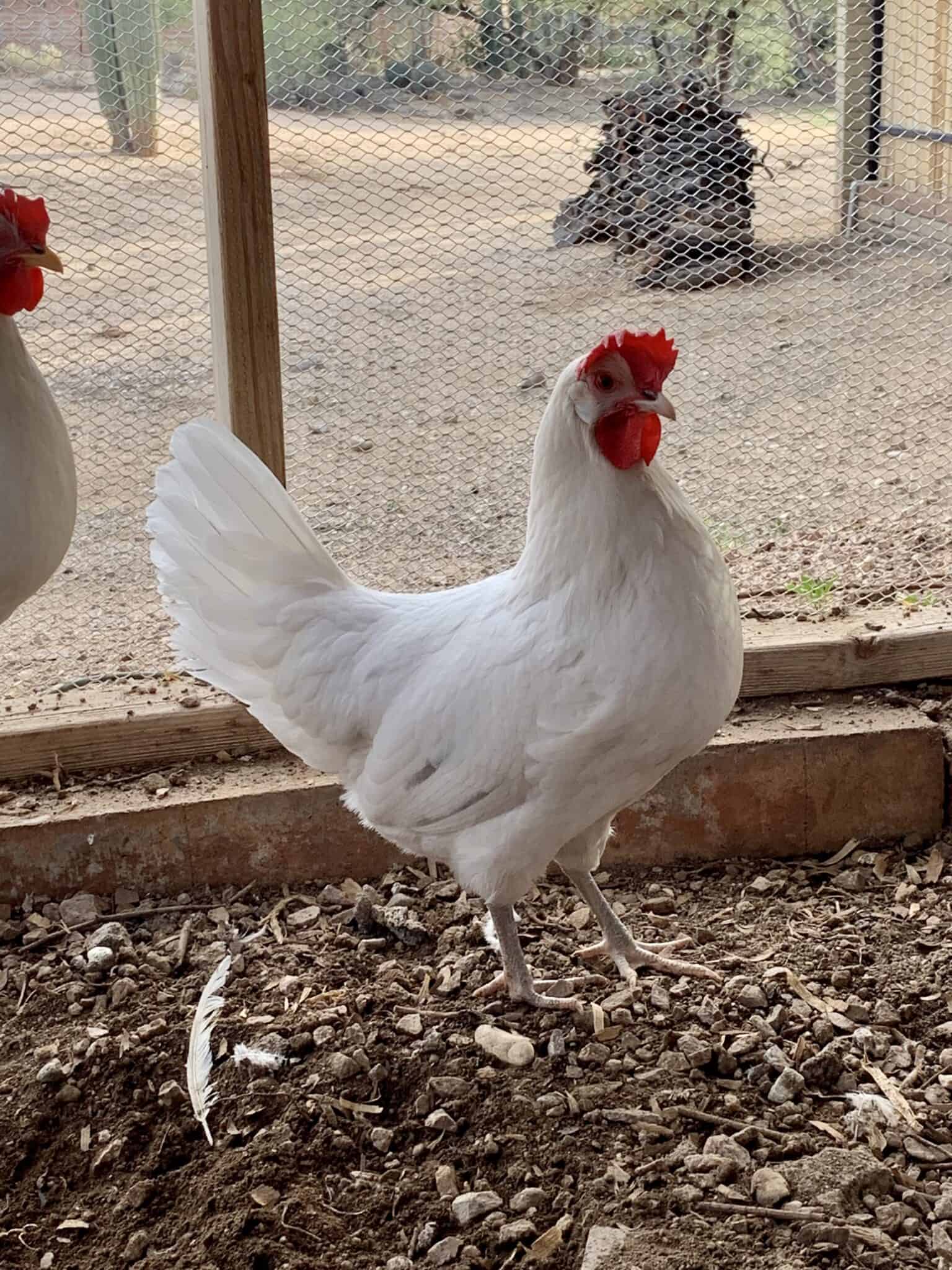 California White Chicken Breed – Best for Backyard Egg Laying
