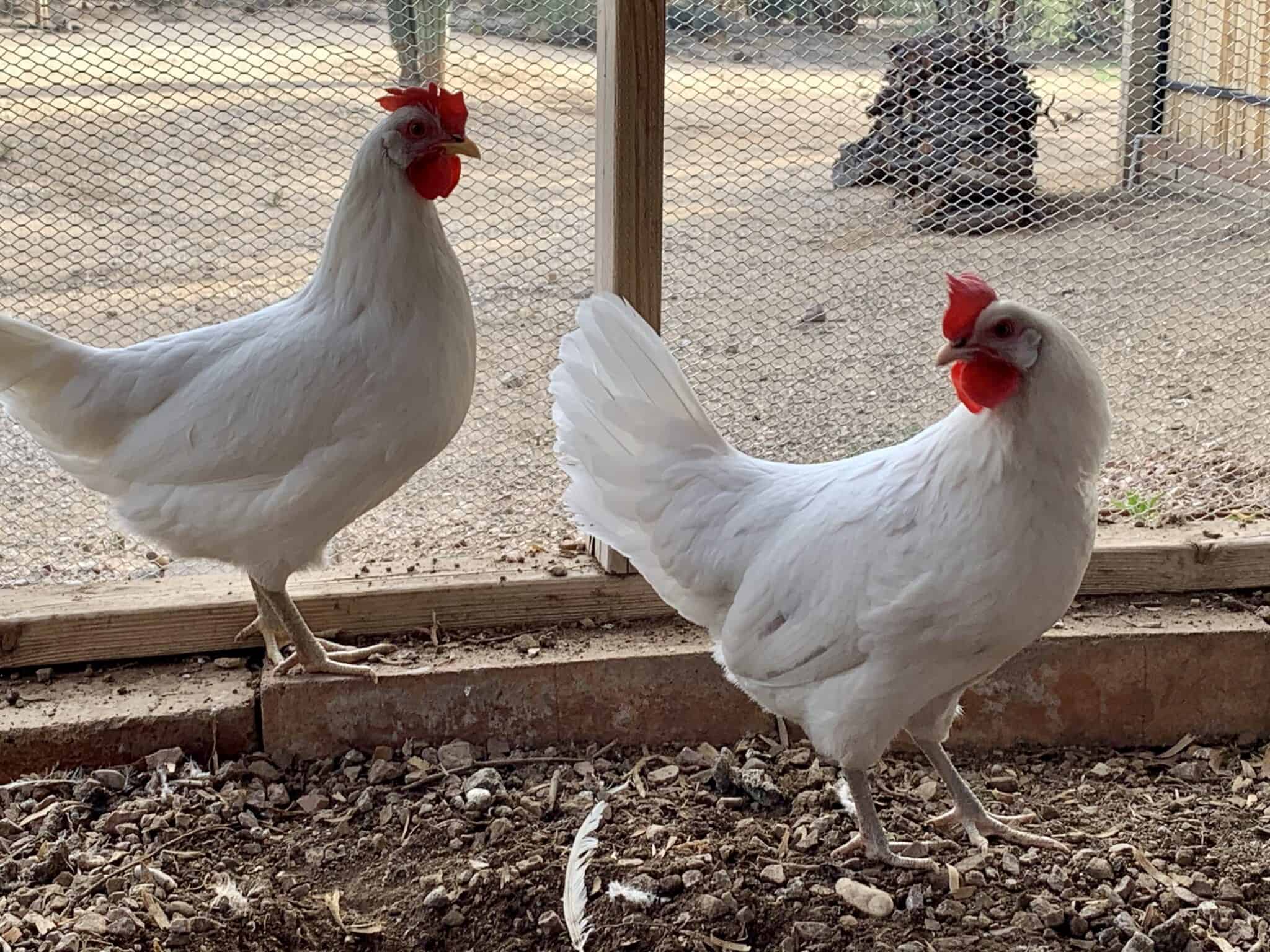 California White Chicken Breed – Best for Backyard Egg Laying