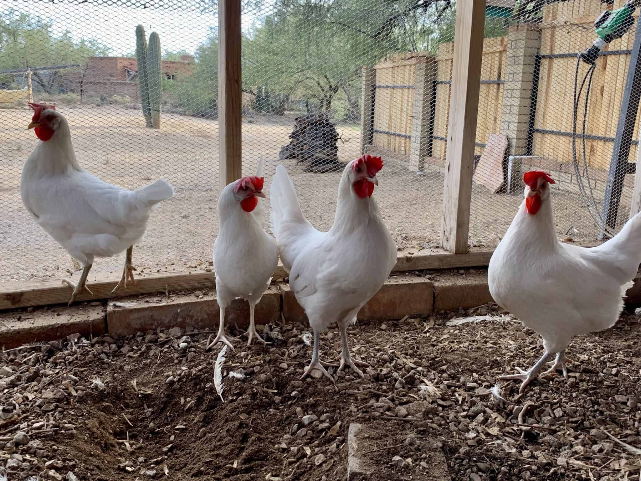 California White Chicken Breed – Best for Backyard Egg Laying