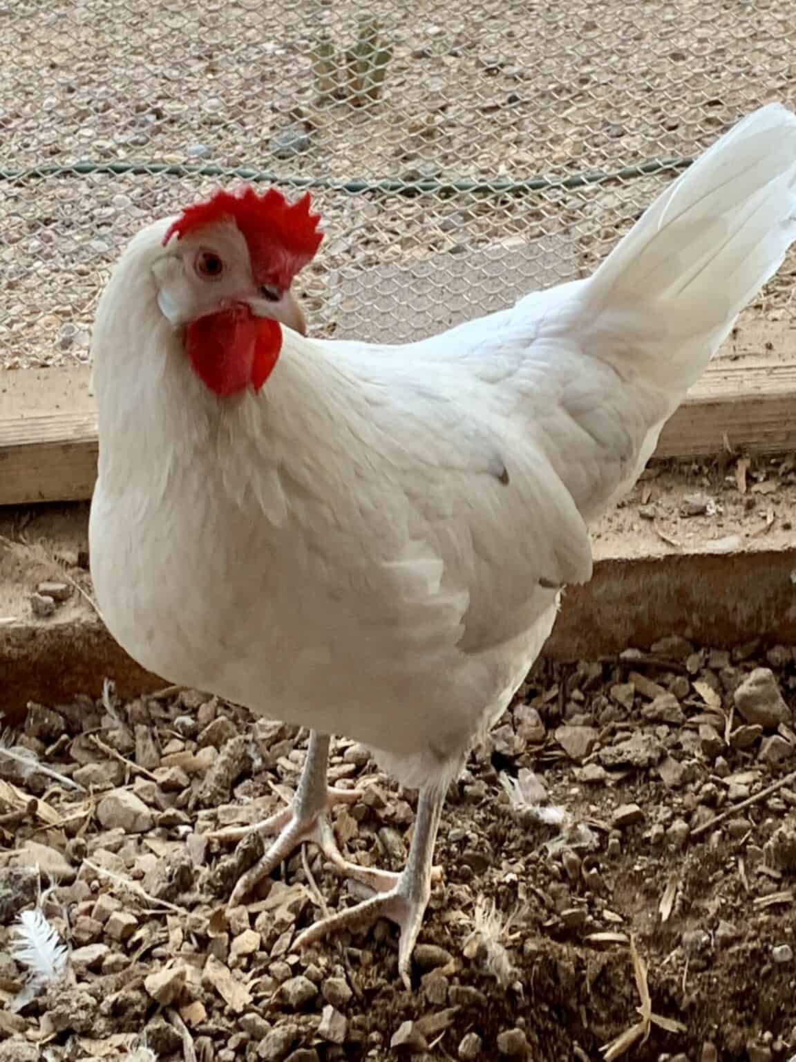California White Chicken Breed – Best for Backyard Egg Laying