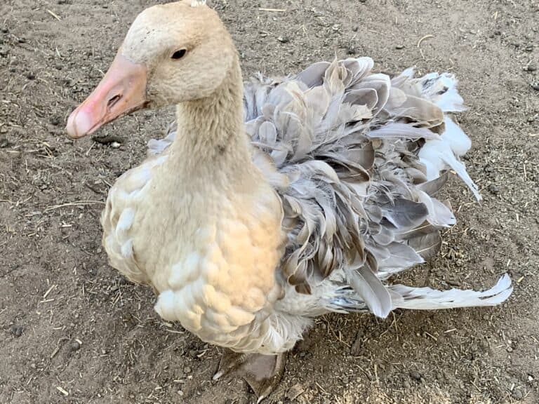 Sebastopol Geese Care Guide: Lifespan, Breeding & Utility