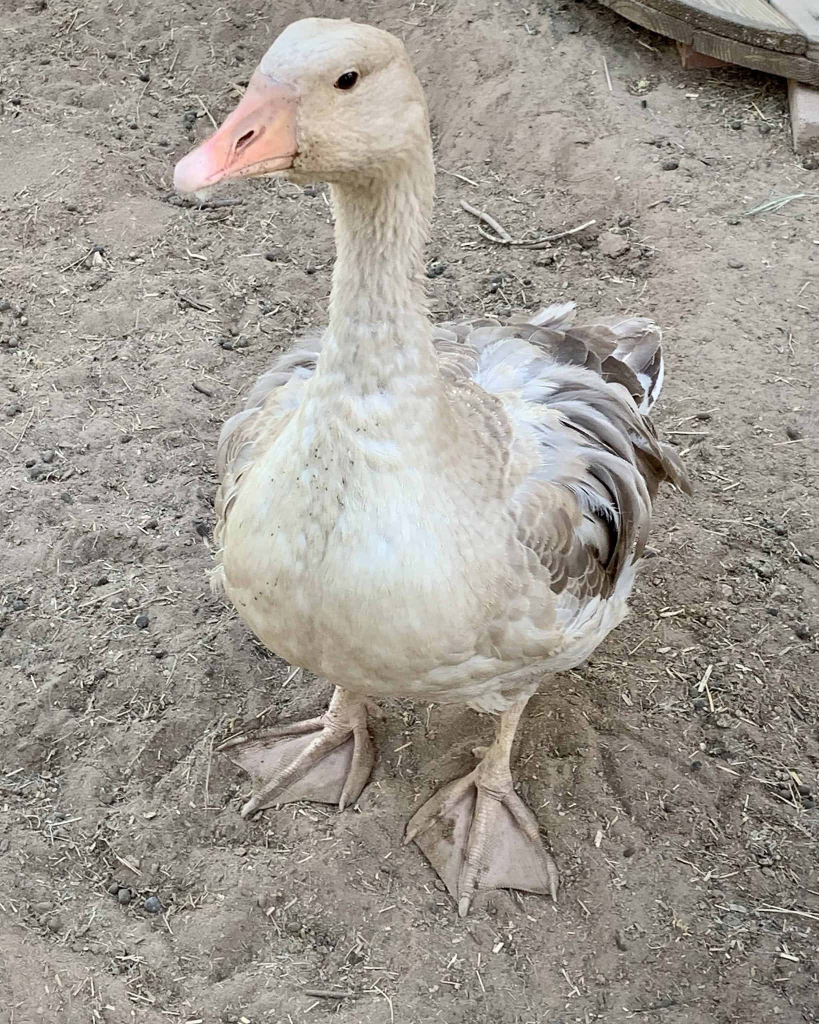 Sebastopol Geese ~ 6 Reasons to Raise, Breeding, Care, and More ...