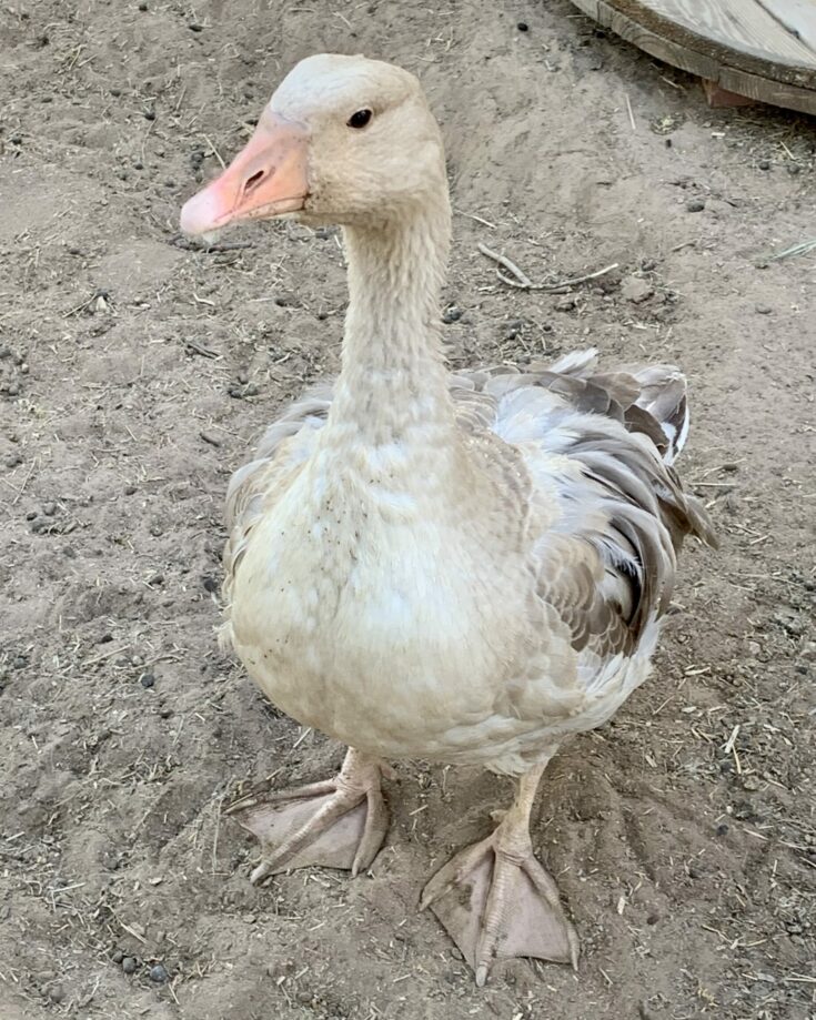 Sebastopol Geese ~ 6 Reasons to Raise, Breeding, Care, and More ...