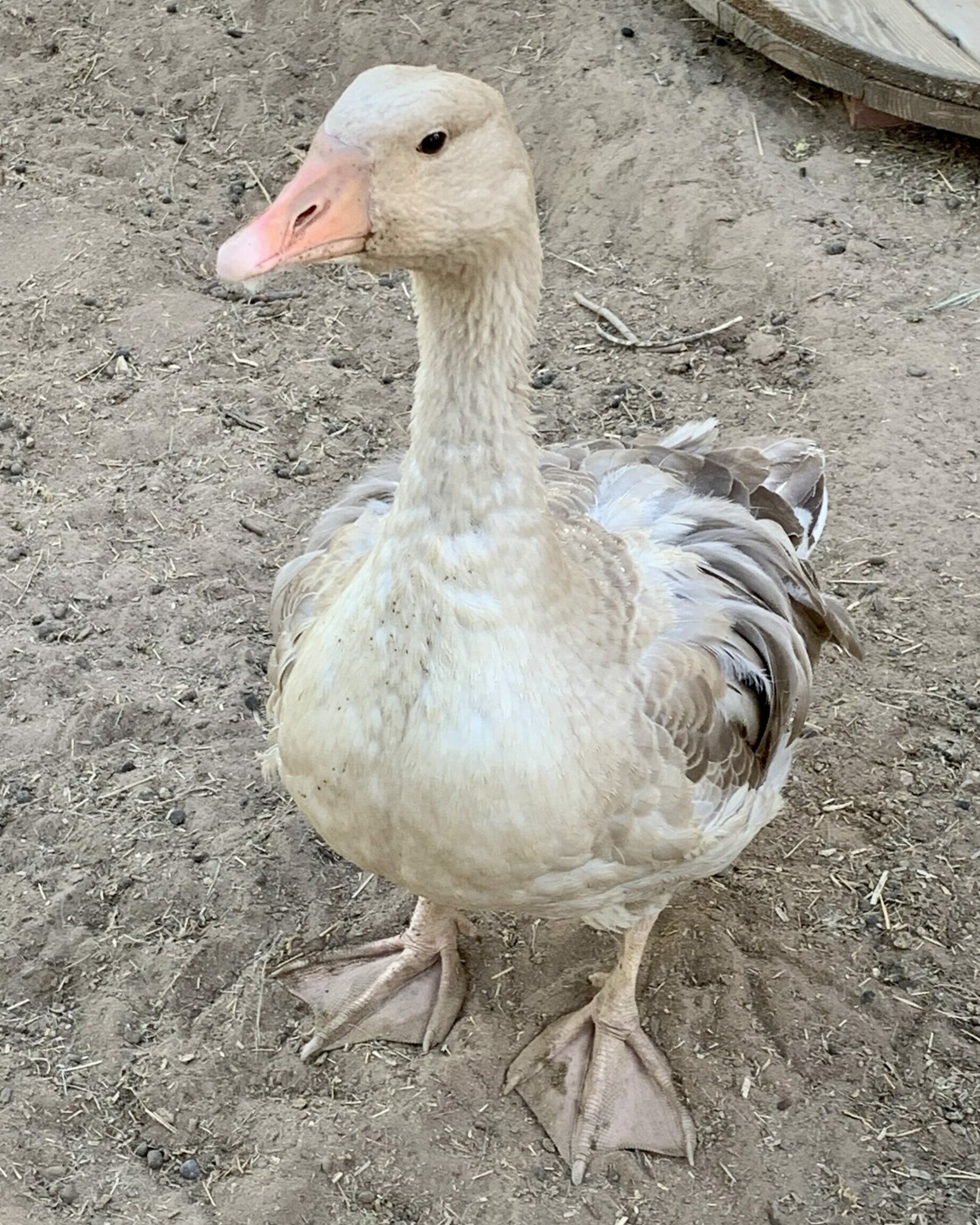 Sebastopol Geese ~ 6 Reasons to Raise, Breeding, Care, and More ...