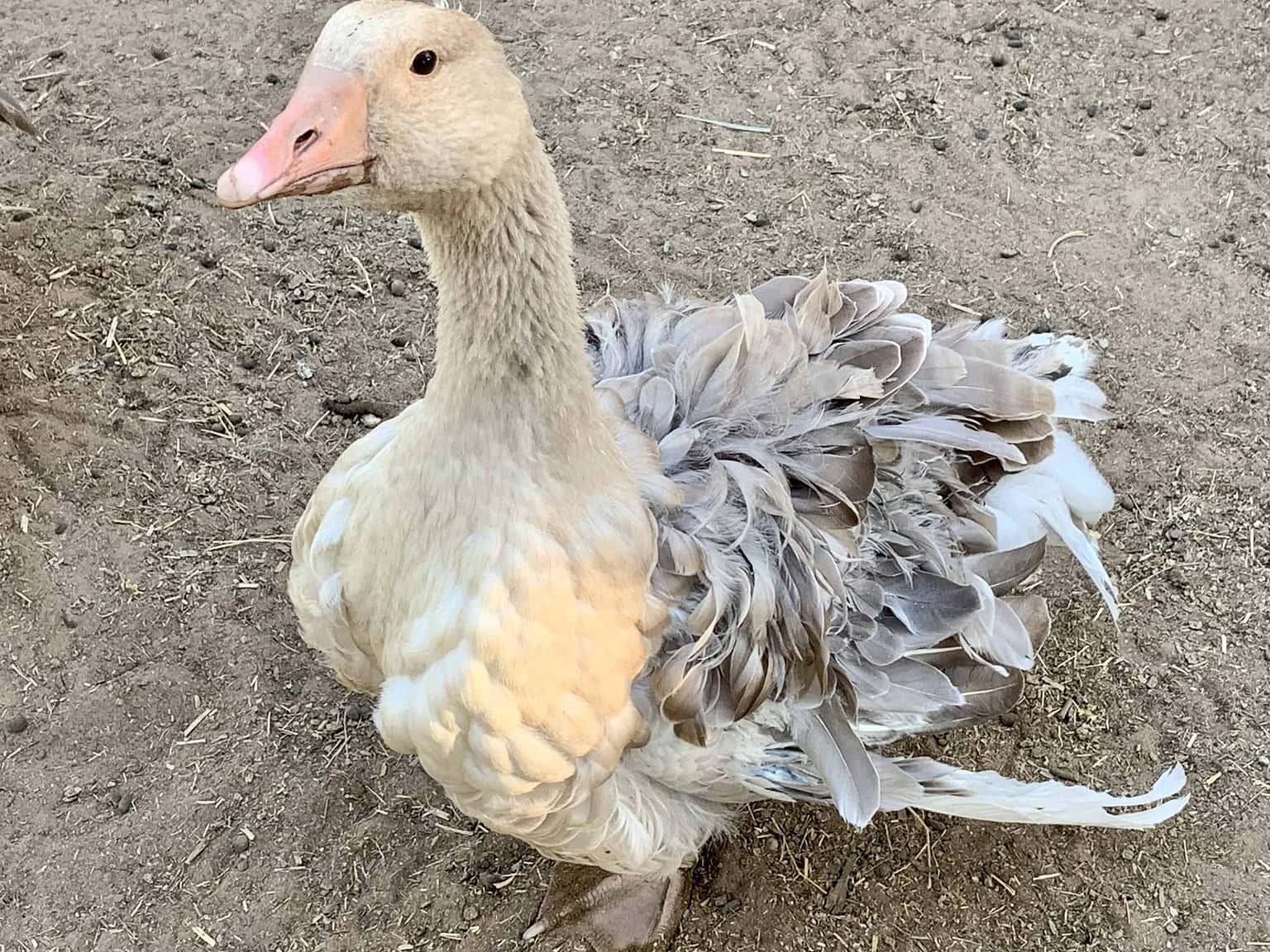 Sebastopol Geese Care Guide: Lifespan, Breeding & Utility