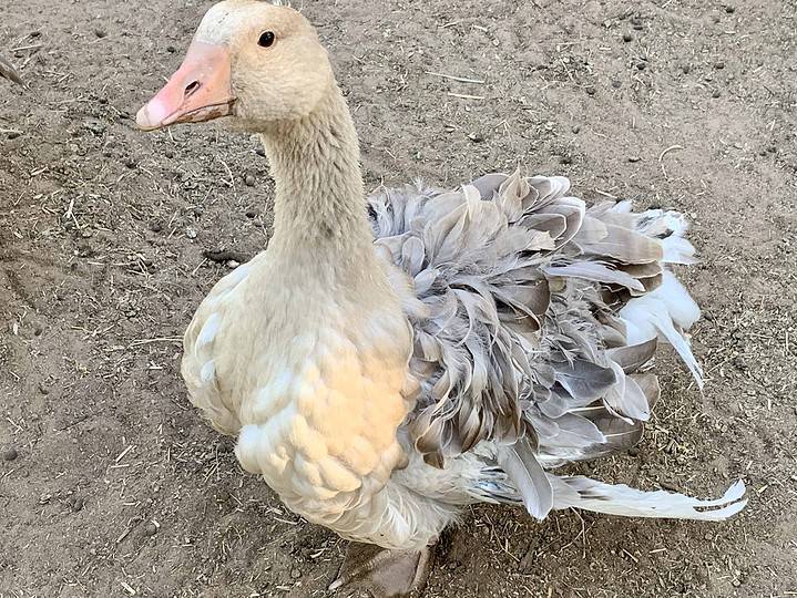Sebastopol Geese Care Guide: Lifespan, Breeding & Utility