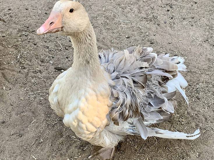 Sebastopol Geese ~ 6 Reasons to Raise, Breeding, Care, and More