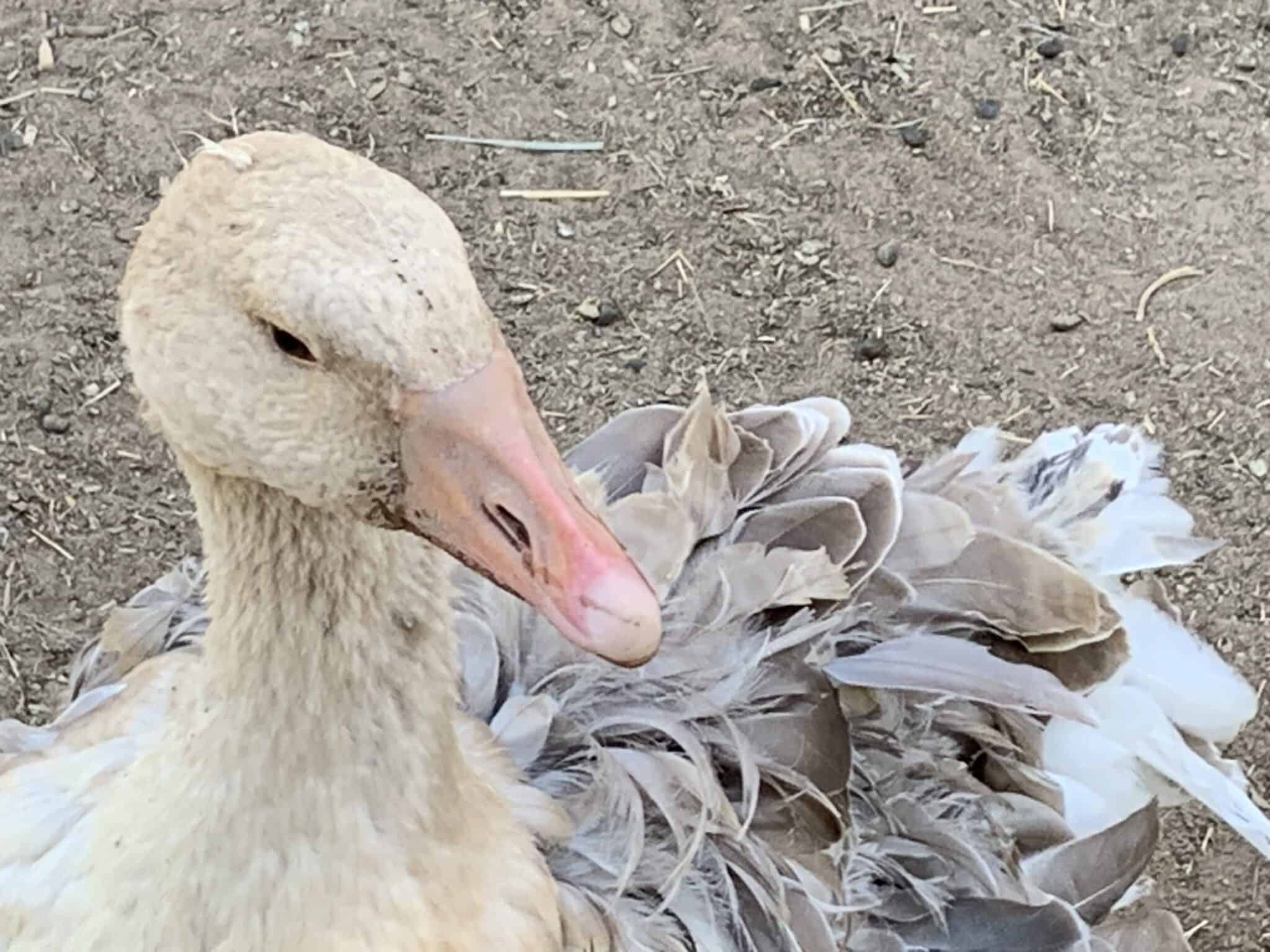 Sebastopol Geese Care Guide: Lifespan, Breeding & Utility