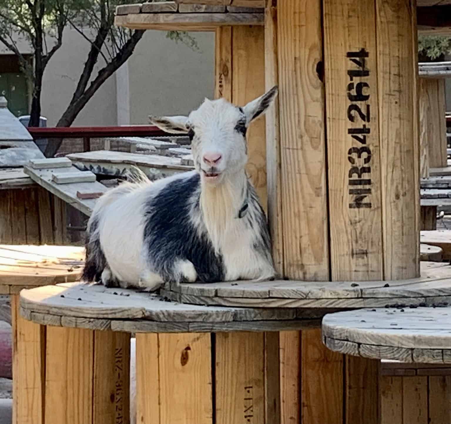 Goat Playground Ideas ~ Easy Ways to Keep Goats Engaged - Rural Living ...