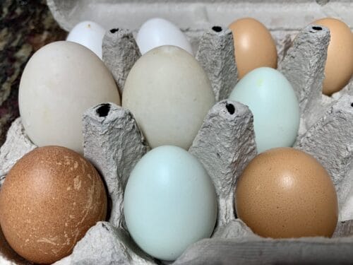 Duck Eggs vs Chicken Eggs: Which Are Better? - Rural Living Today