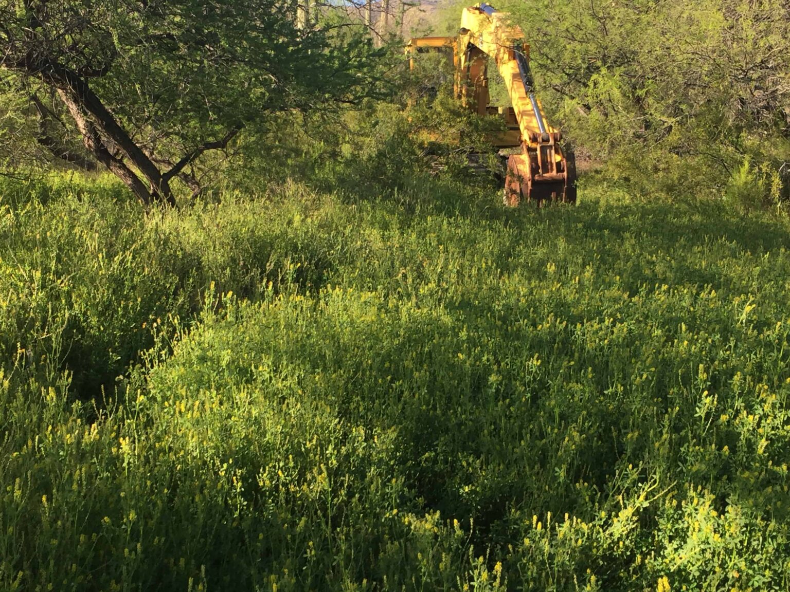 Restoring and Fencing a Rural Backyard for Homesteading Success