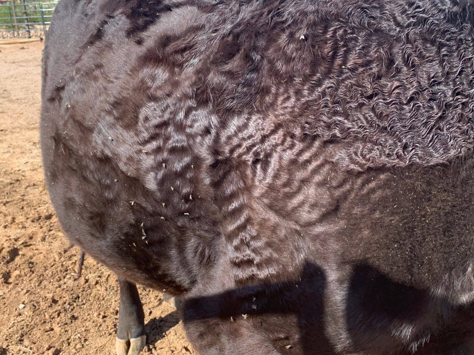 Fly Control for Cattle: 4 Methods for Your Situation