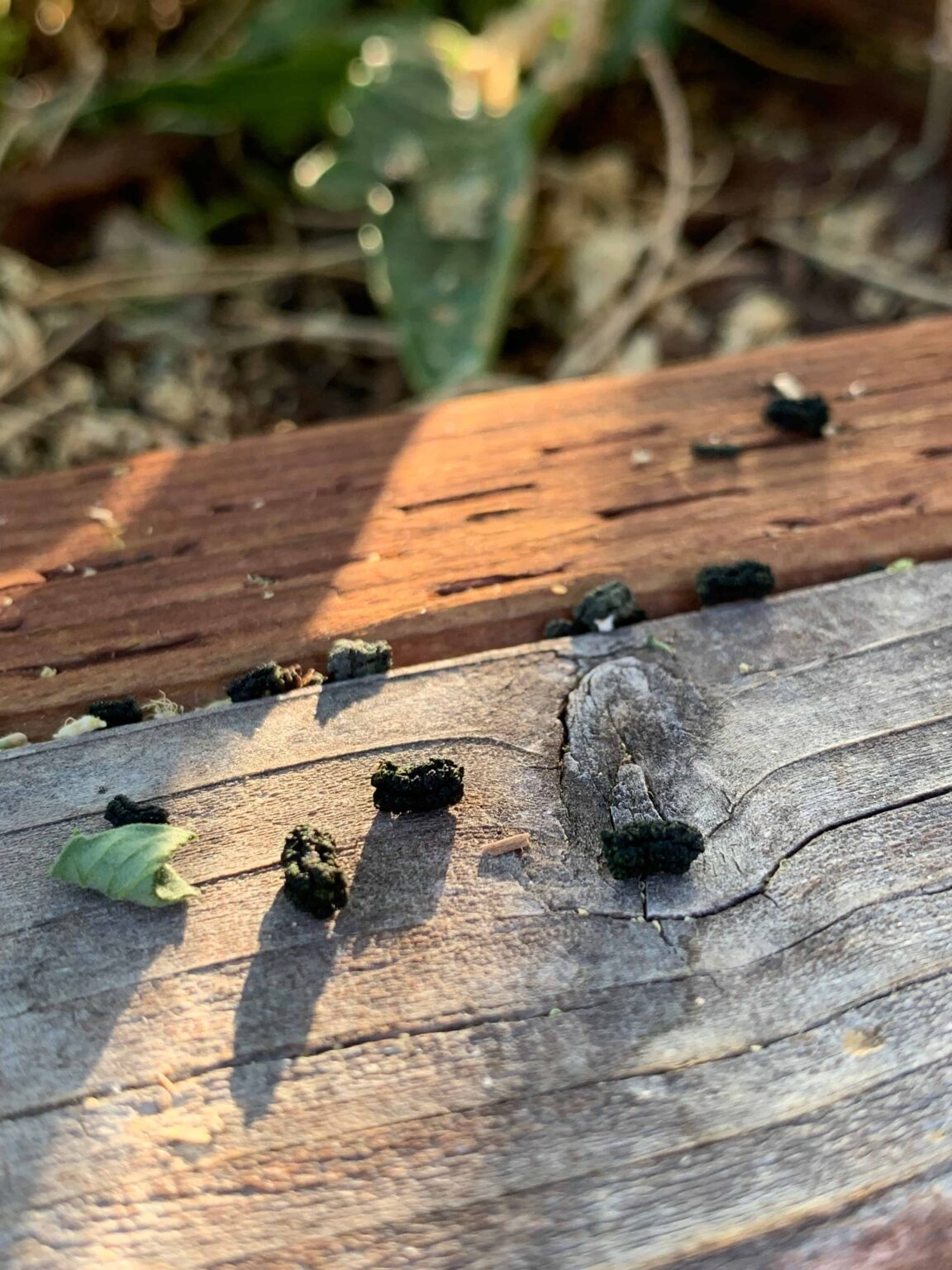 How to Get Rid of Tomato Hornworms with Lots of Pictures