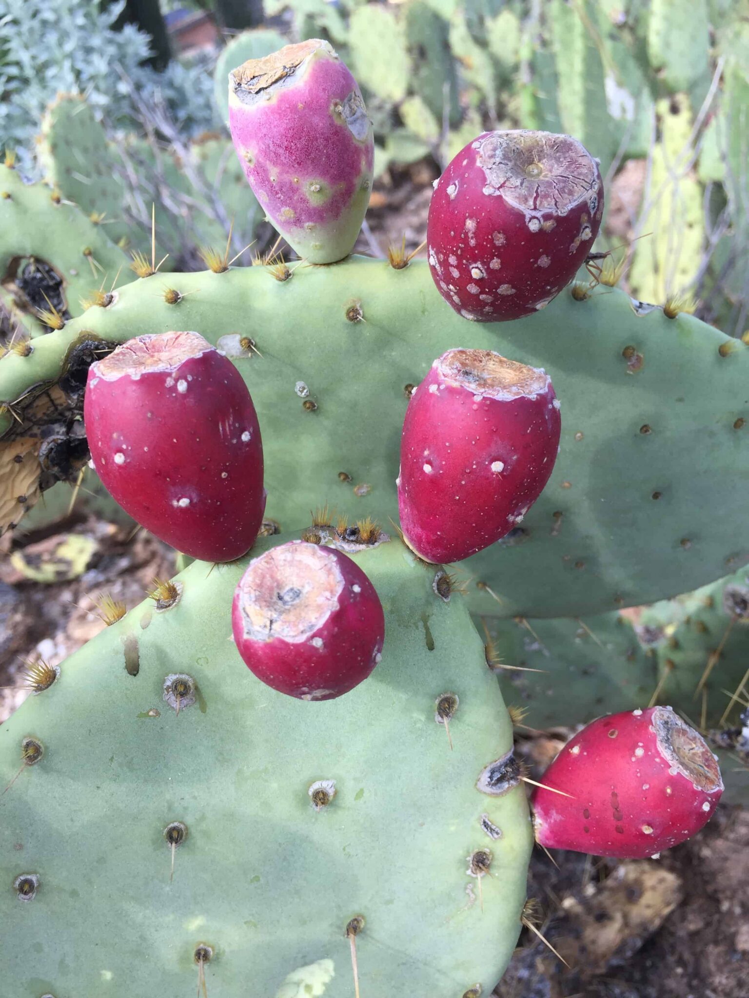 How to Harvest Prickly Pear and What to Do With Them