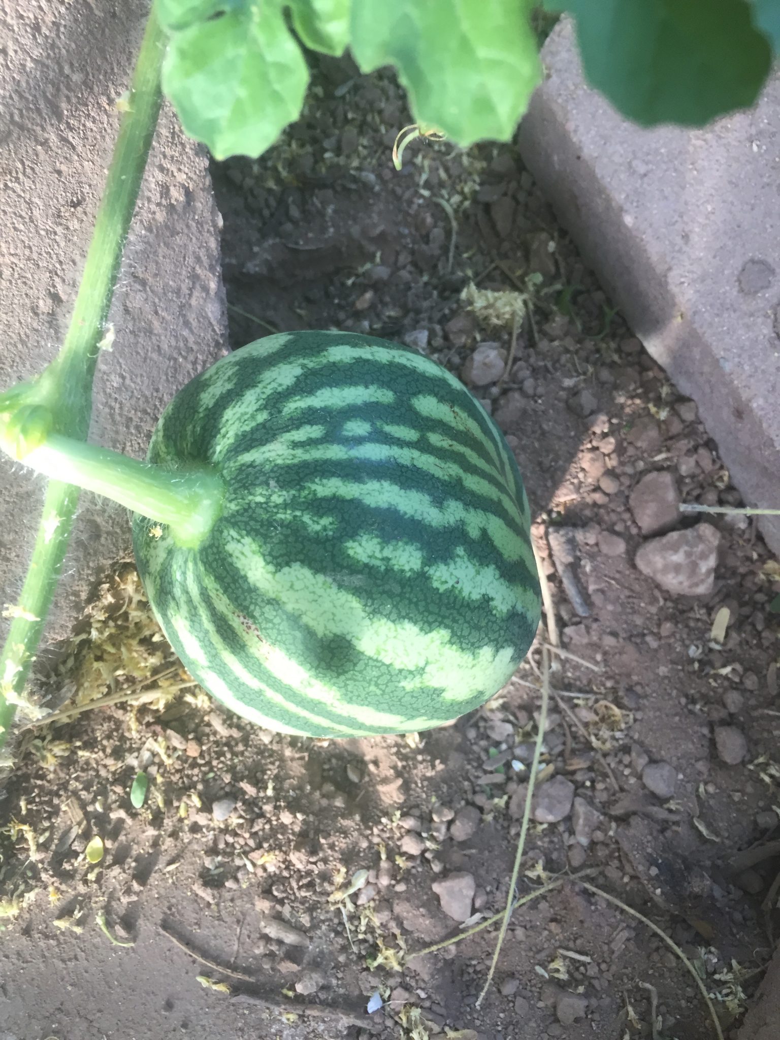 Growing Watermelon ~ How to Grow Lots of Watermelon! - Rural Living Today
