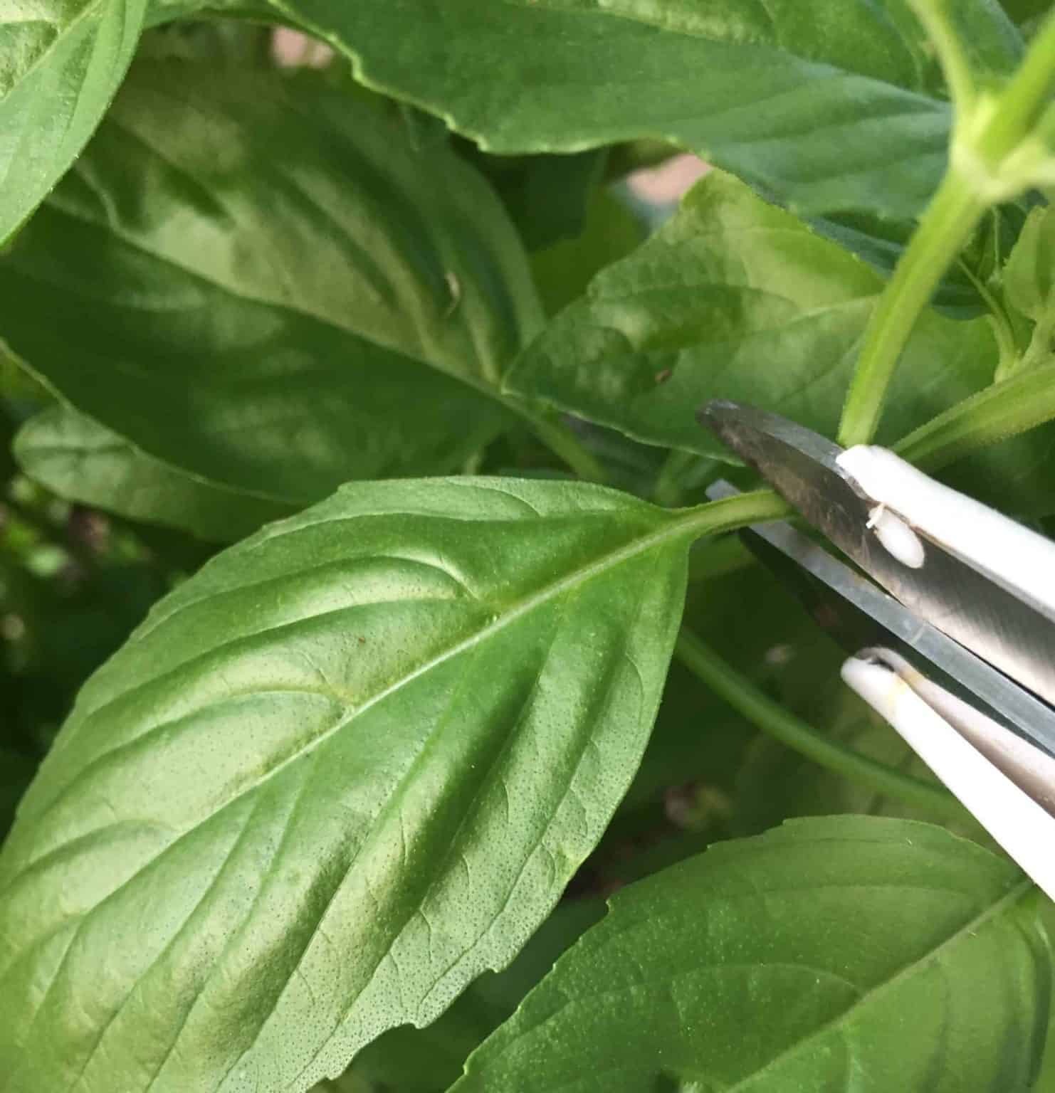 How to Harvest Basil So It Keeps Growing - Rural Living Today