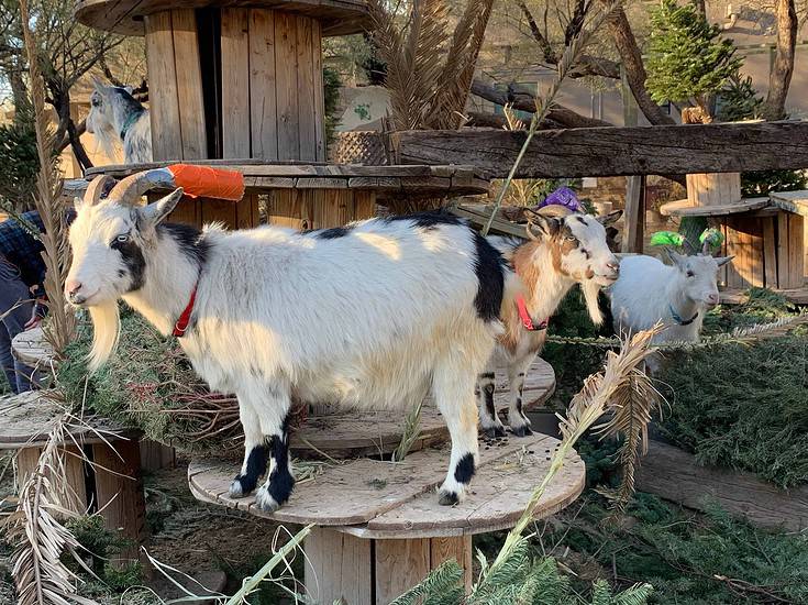 Goat Playground Ideas ~ Easy Ways to Keep Goats Engaged - Rural Living ...