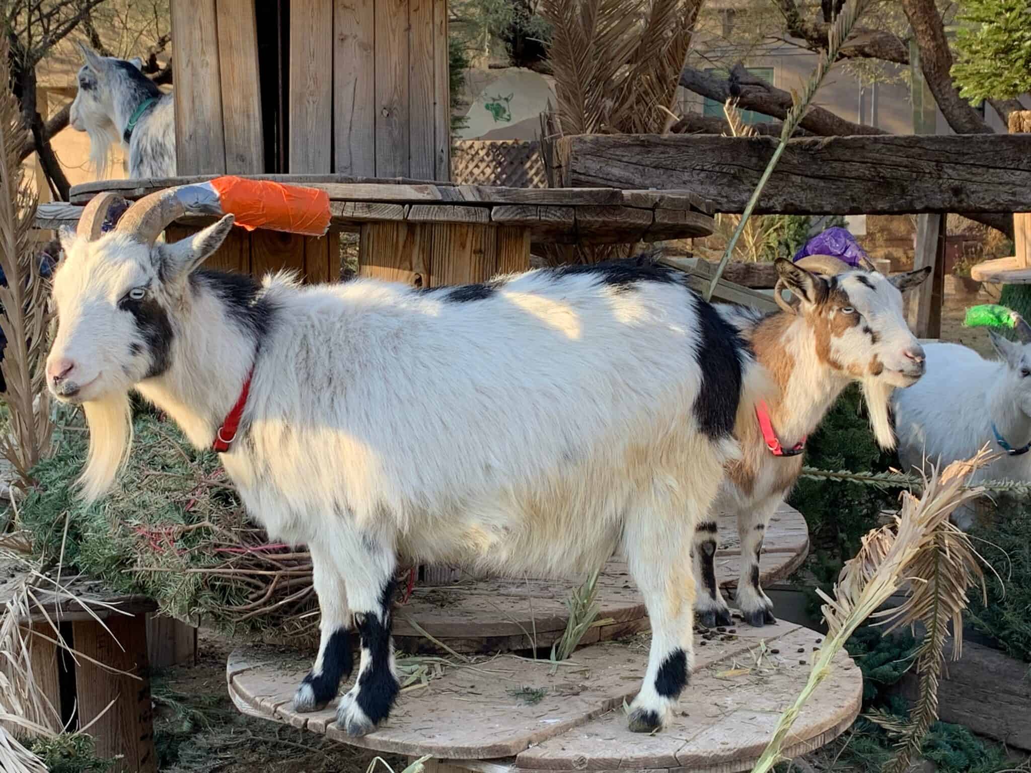 Goat Playground Ideas ~ Easy Ways to Keep Goats Engaged