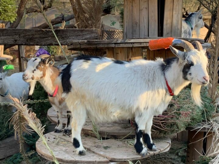 Goat Playground Ideas ~ Easy Ways to Keep Goats Engaged - Rural Living ...