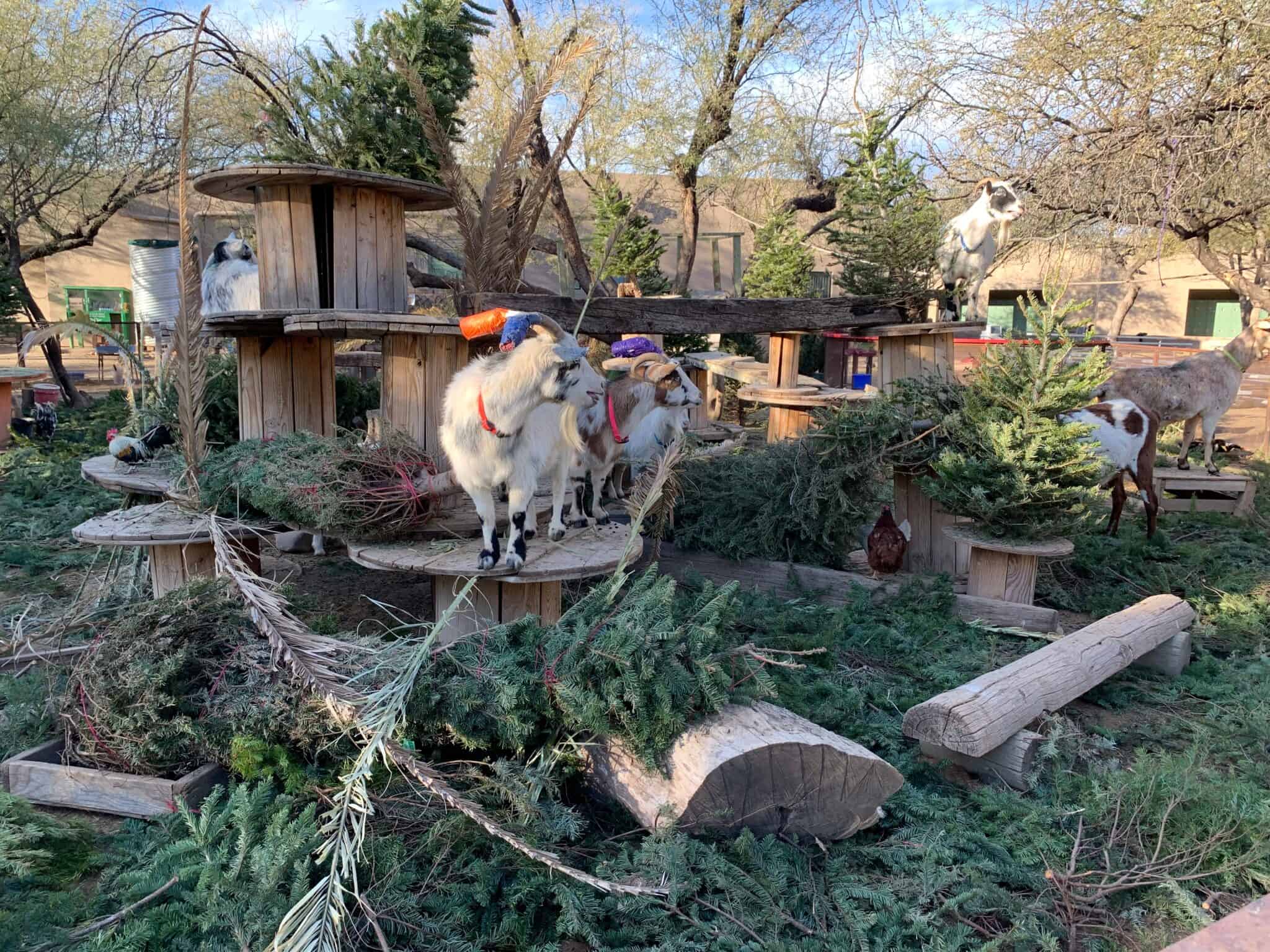 Goat Playground Ideas ~ Easy Ways to Keep Goats Engaged - Rural Living ...