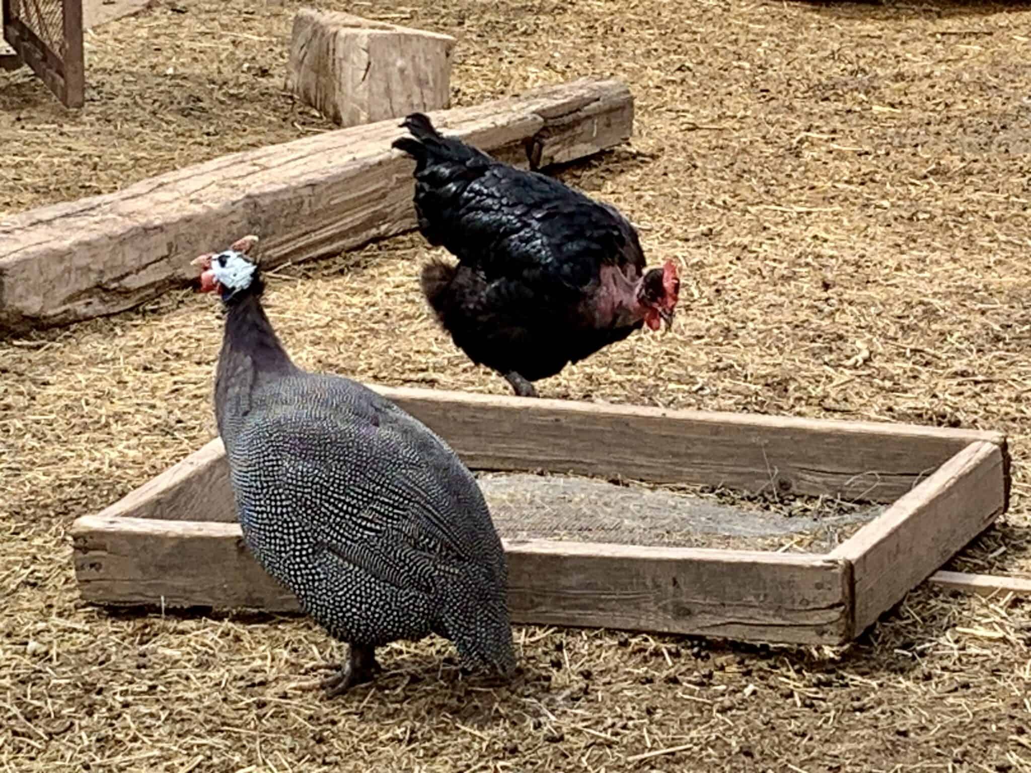 Raising Guinea Fowl Nests: Tips for a Successful Homestead