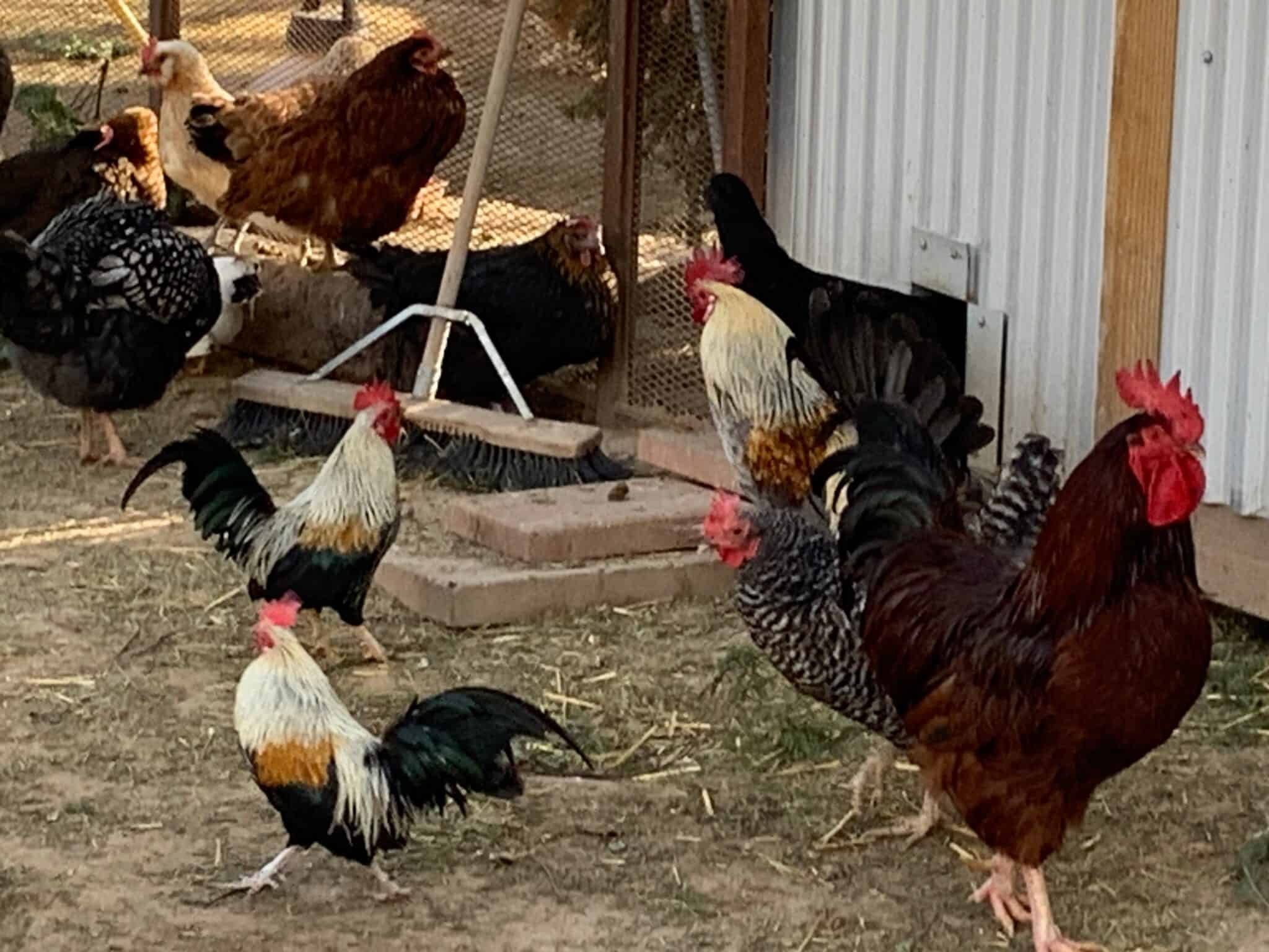 Backyard Chicken Breeds & Coop Ideas for Urban Farming